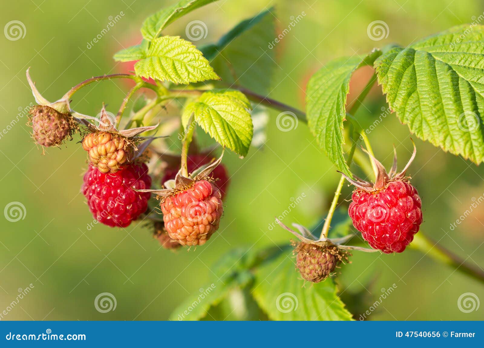 Branch of a red raspberry stock photo. Image of organic - 47540656