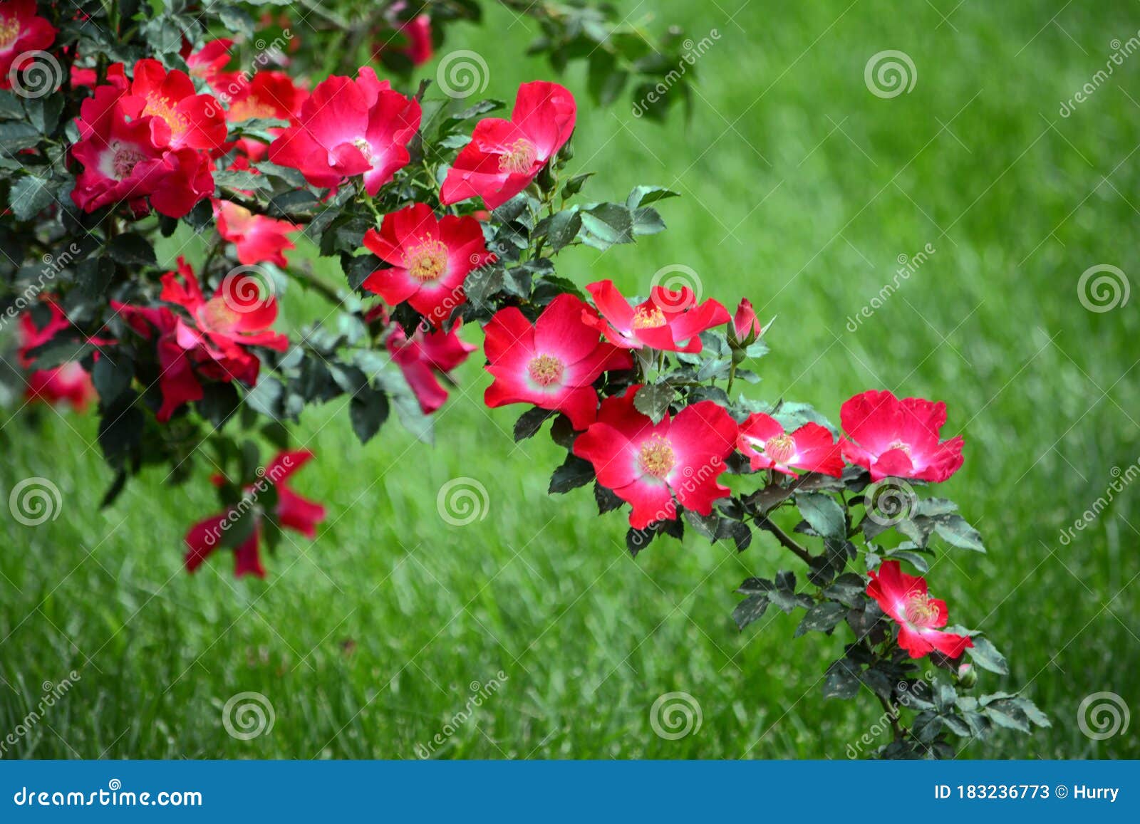 A branch of red rose stock image. Image of monthly, colors - 183236773