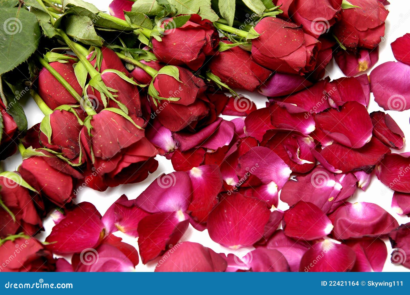 Branch of red roses stock photo. Image of hybrida, flora - 22421164