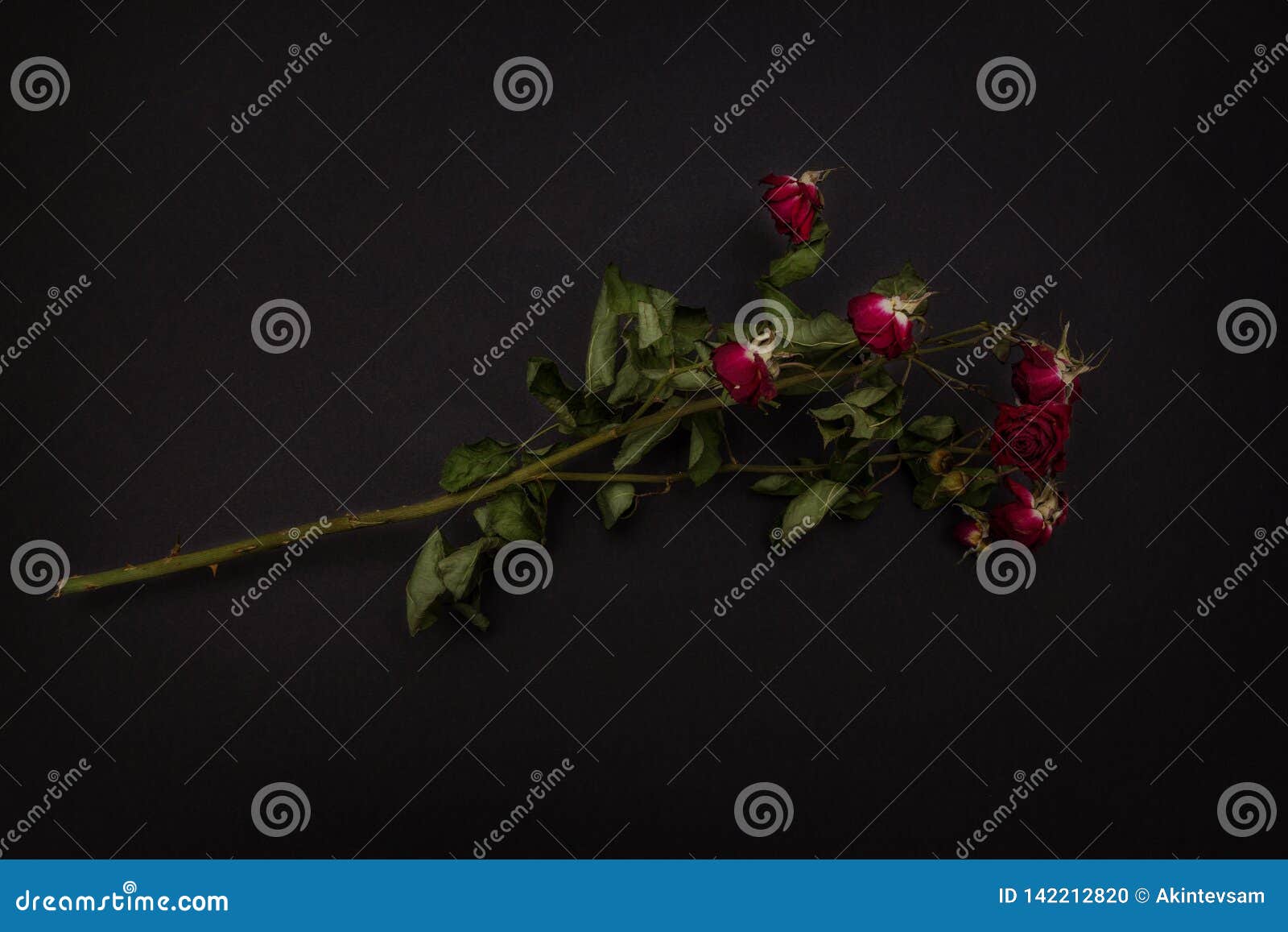 Branch of Red Roses on a Dark Background Stock Photo - Image of pain ...
