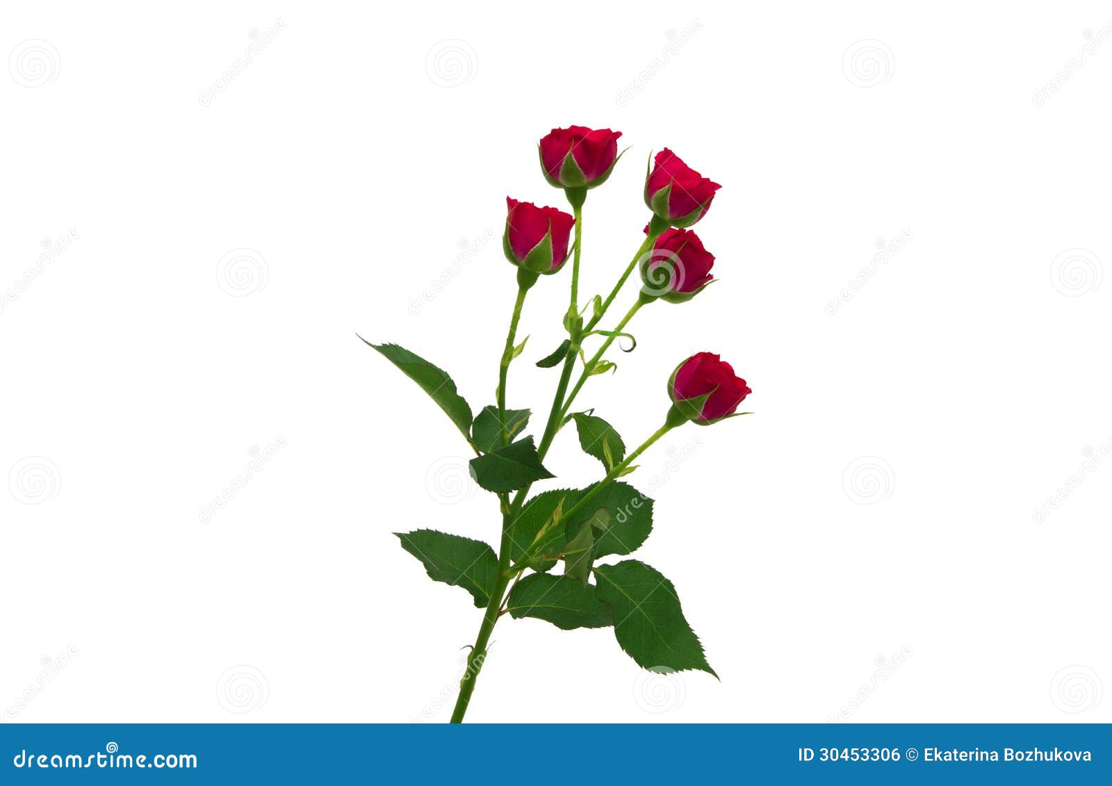 Branch of red roses stock photo. Image of summer, decoration - 30453306