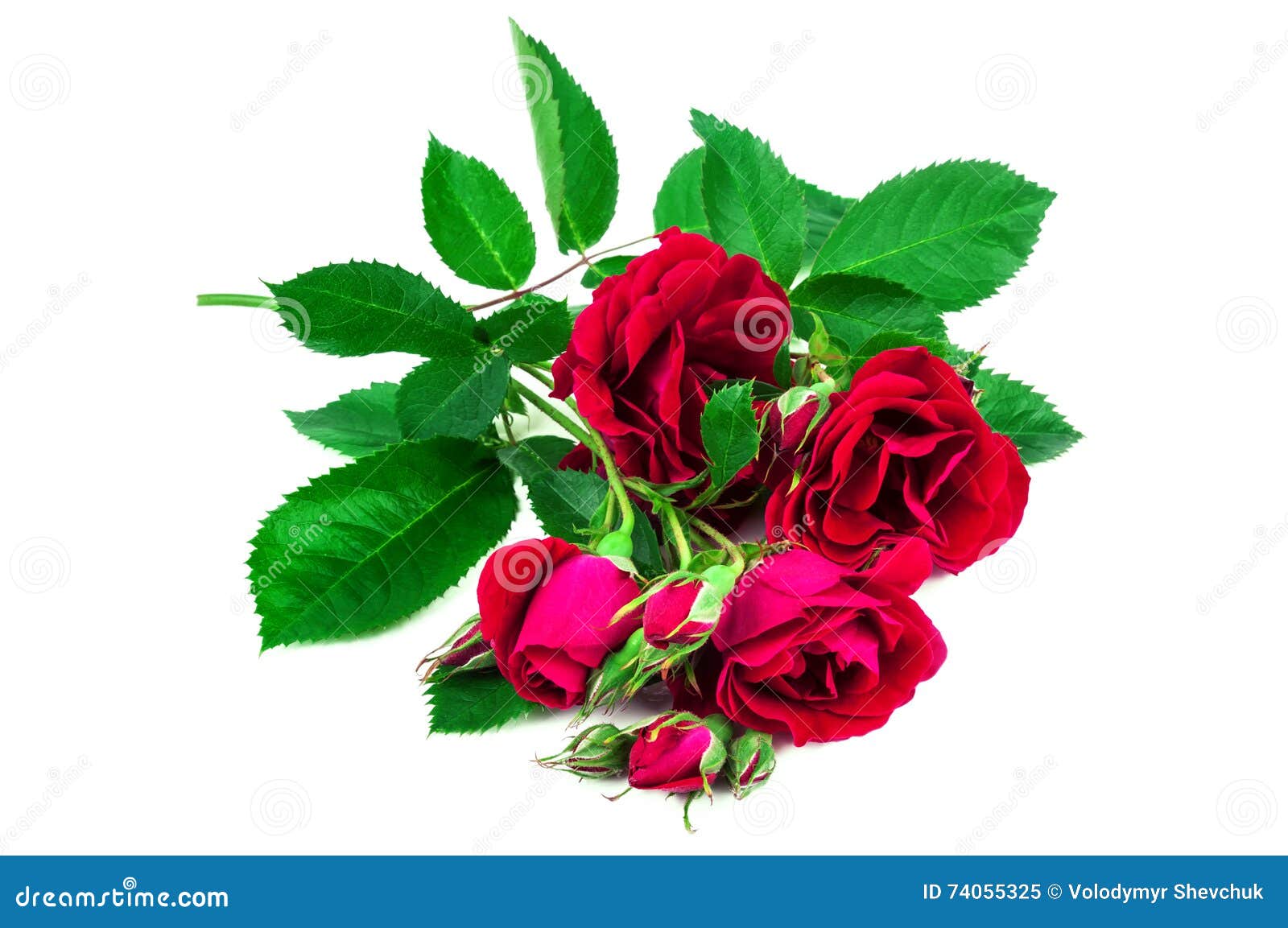 Branch of red roses stock image. Image of leaf, wallpaper - 74055325