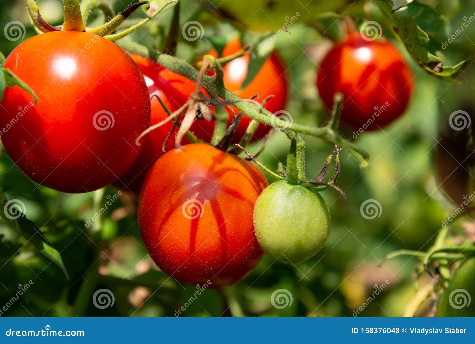 Branch of Red Round Tomatoes Stock Photo - Image of ripened, round ...