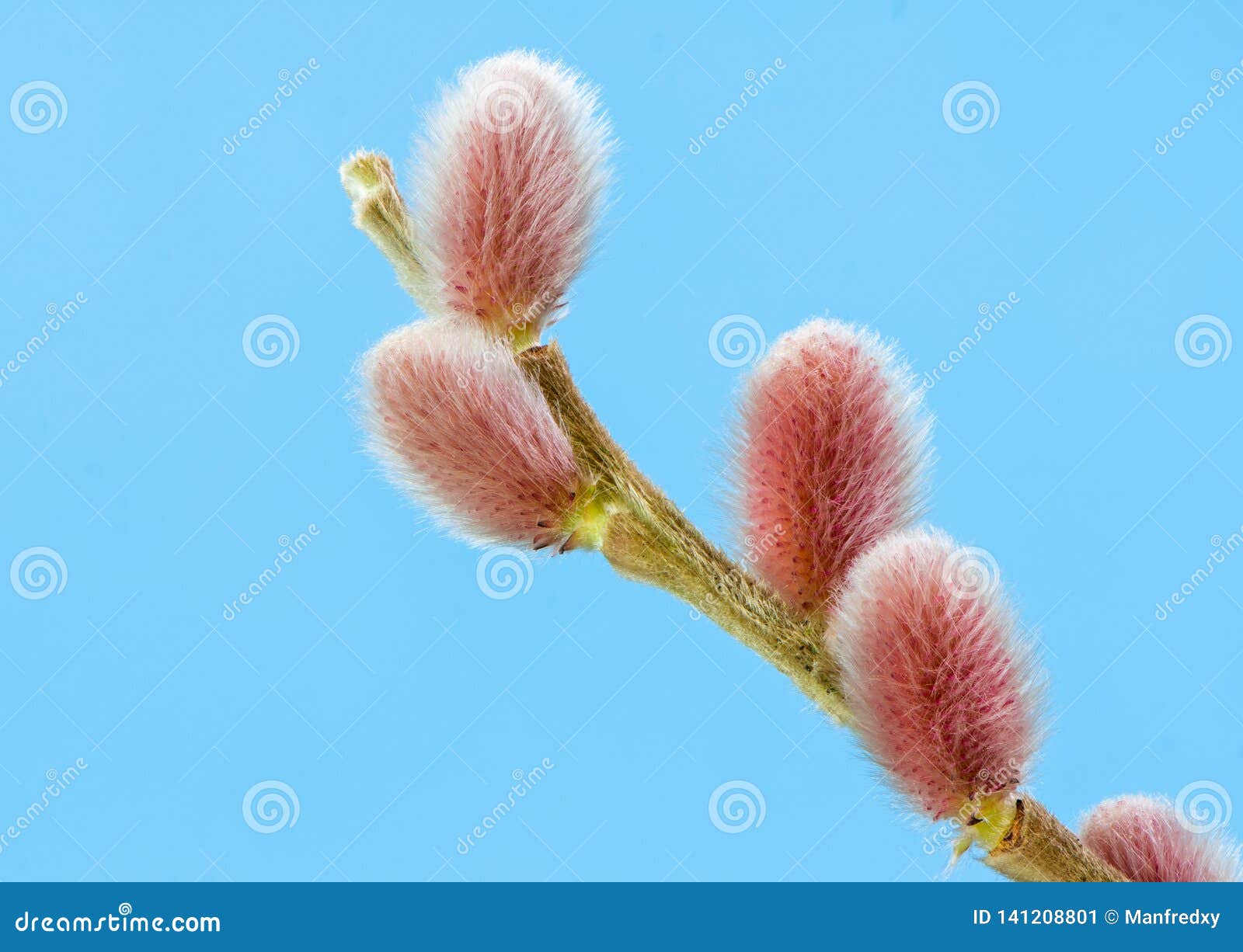Branch of a Red Salix Branch Stock Image - Image of catkin, nature ...