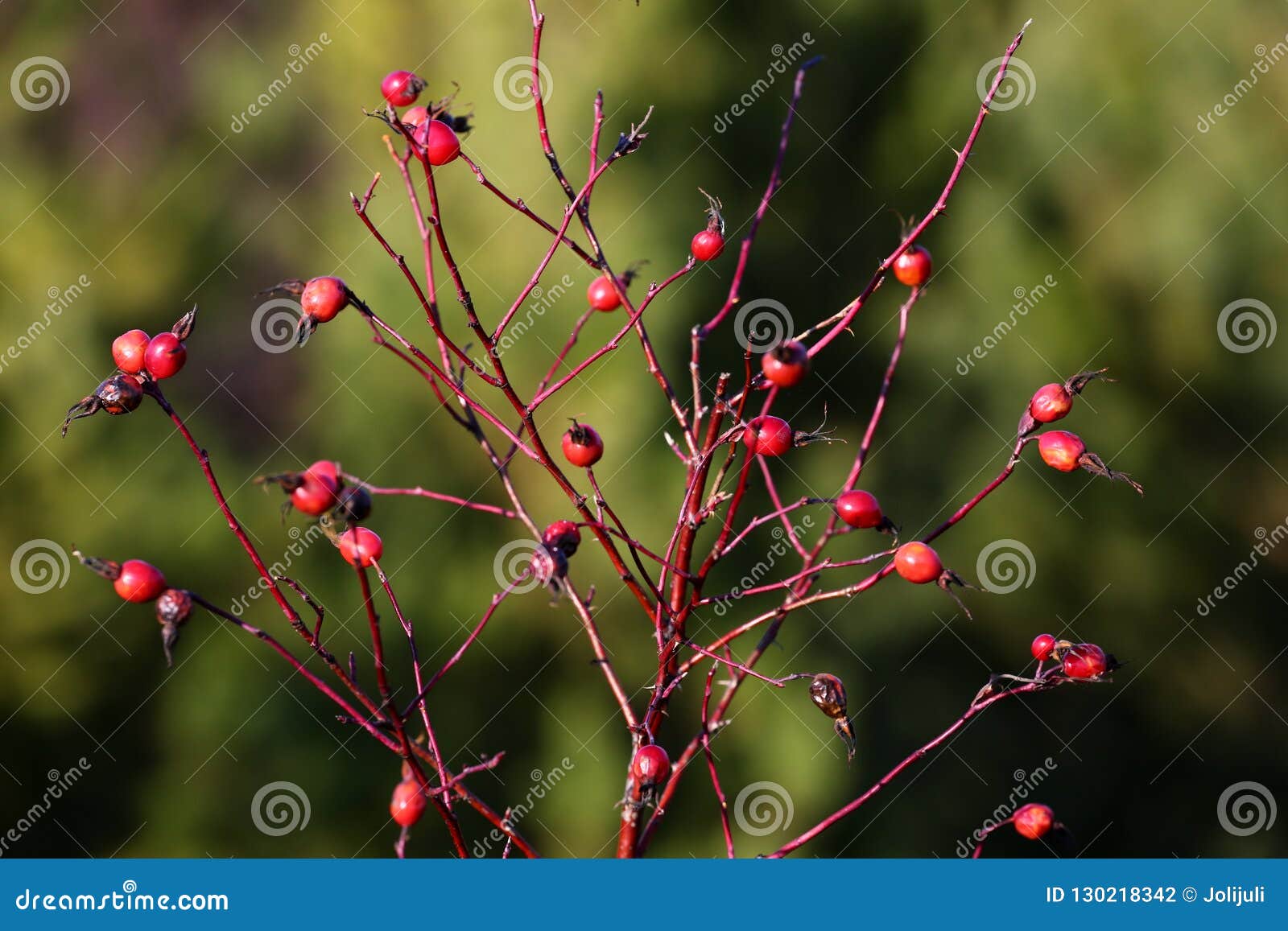 Wild rose berries stock photo. Image of nature, sunlight - 130218342