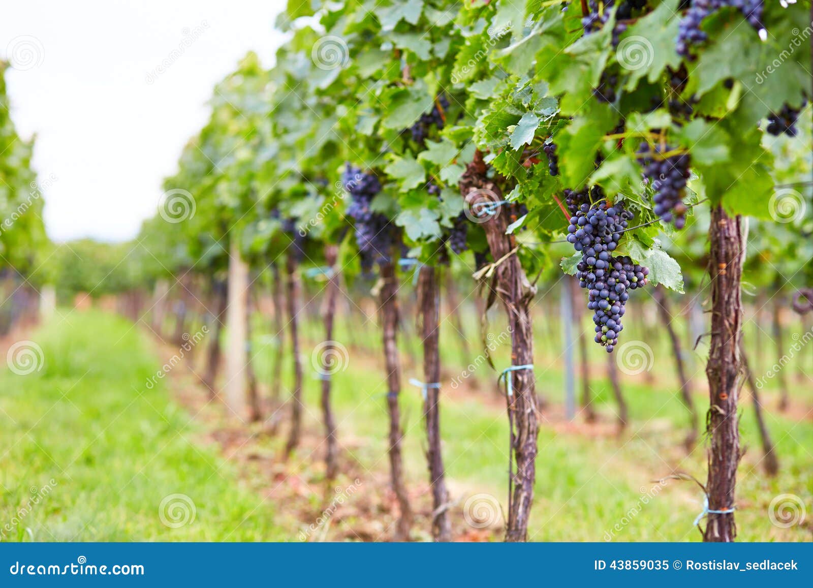 Branch of red wine grapes stock image. Image of autumn - 43859035