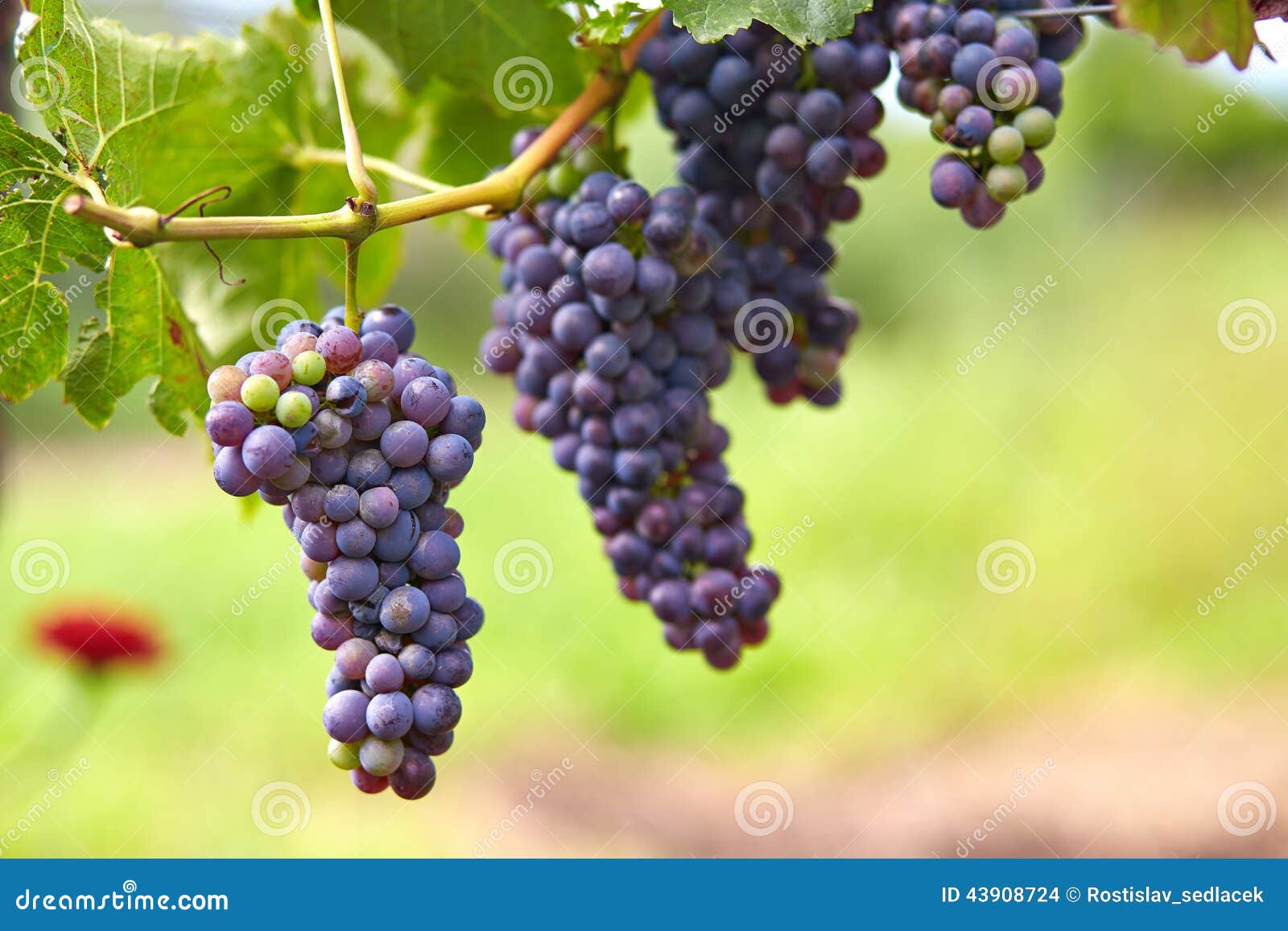 Branch of red wine grapes stock photo. Image of grape - 43908724