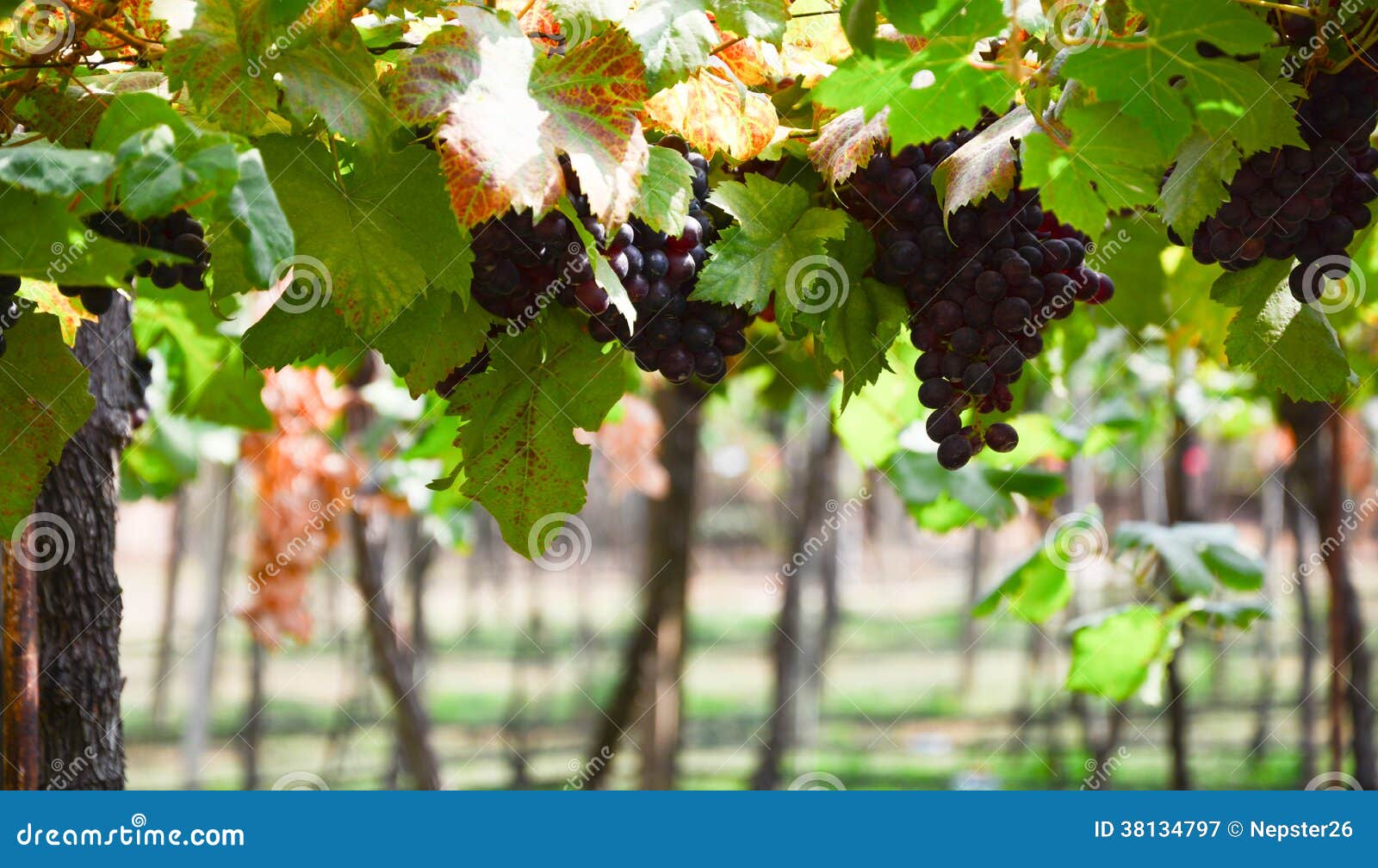 Branch of red wine grapes stock image. Image of plant - 38134797