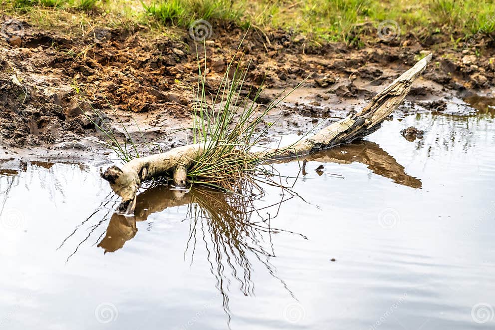 A Branch with Reflection in the Water on the Moor Stock Image - Image ...