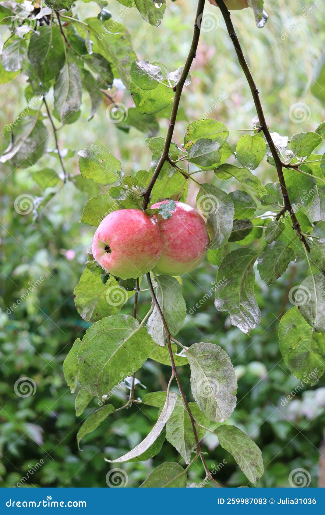 Branch with Ripe Apples after Rain Stock Image - Image of nature, ripe ...