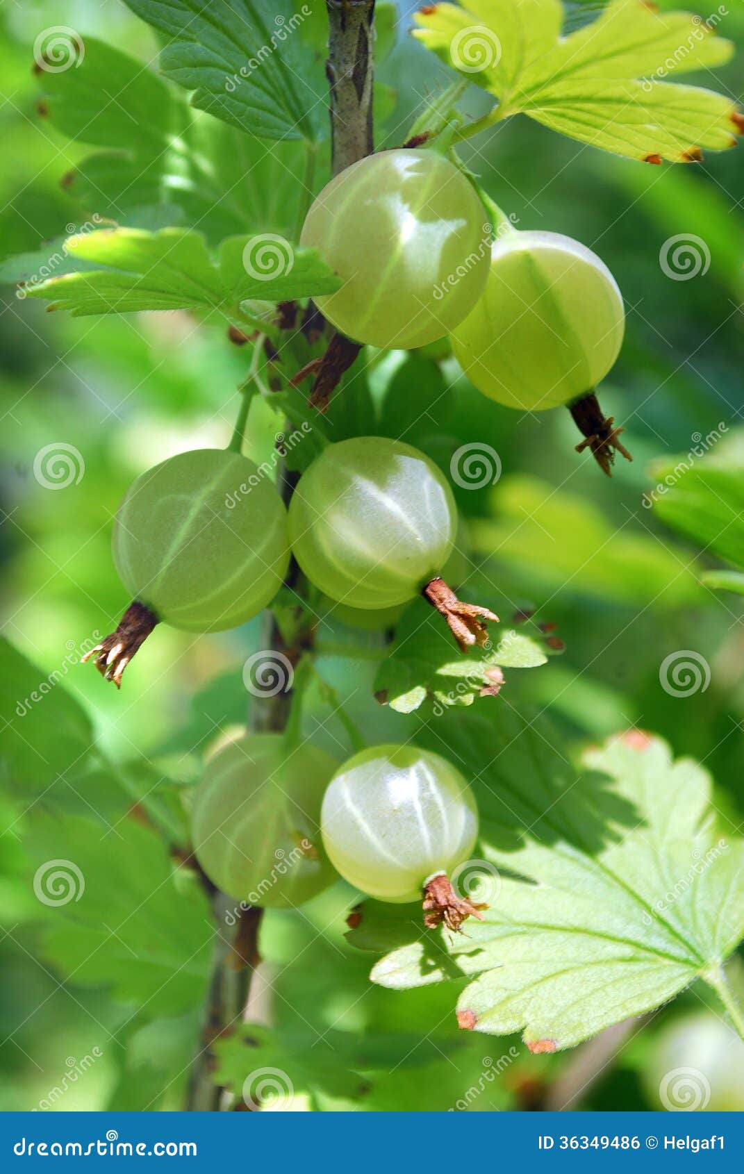 Branch with Ripe Berries Gooseberry Stock Photo - Image of branch ...