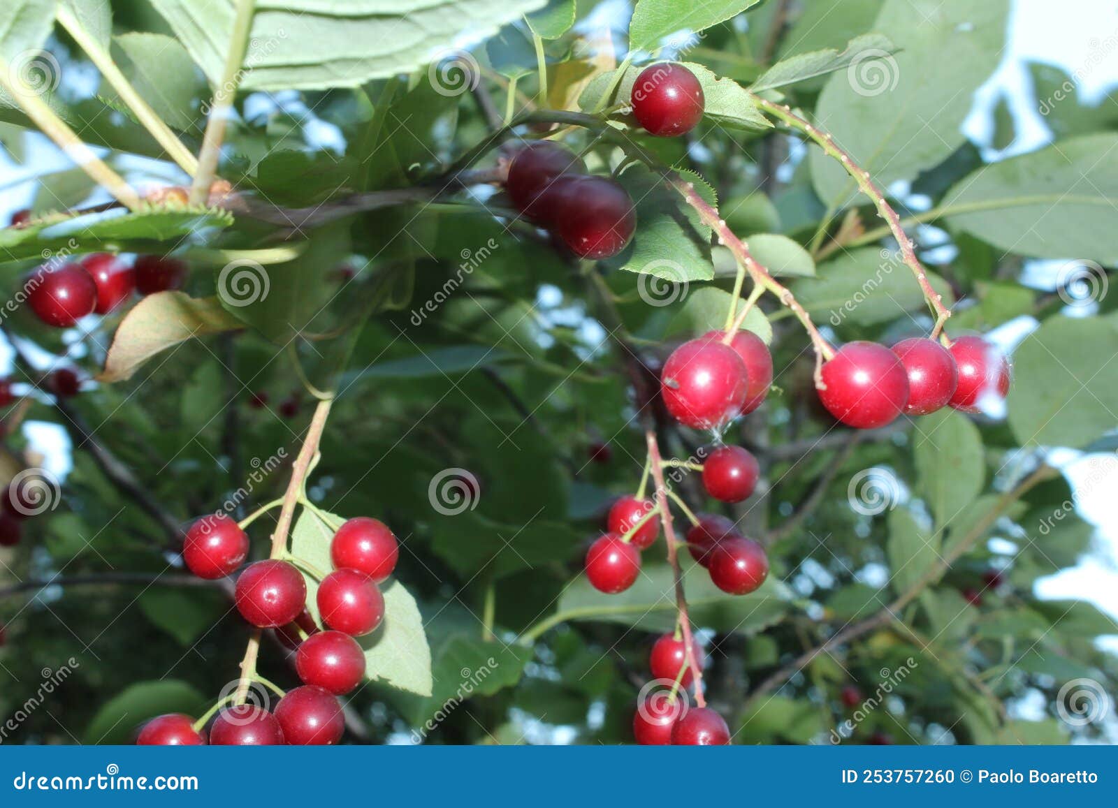 Branch of Ripe Cherries on a Tree Stock Photo - Image of plant ...