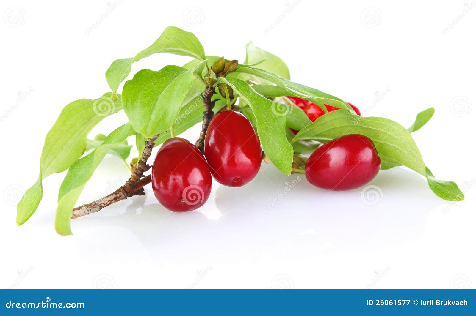 Cornelian Cherry Dogwood Or Cornus Mas On A Wooden Background Cl ...