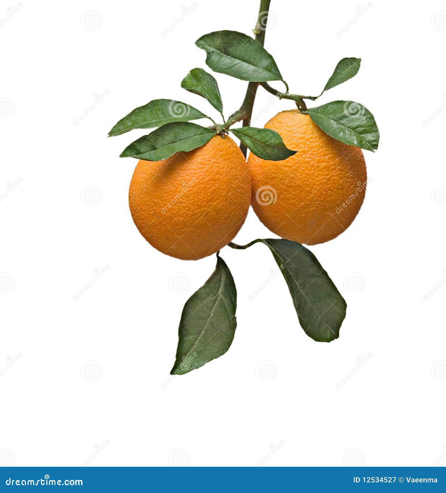 Branch with ripe oranges stock image. Image of food, foliage - 12534527