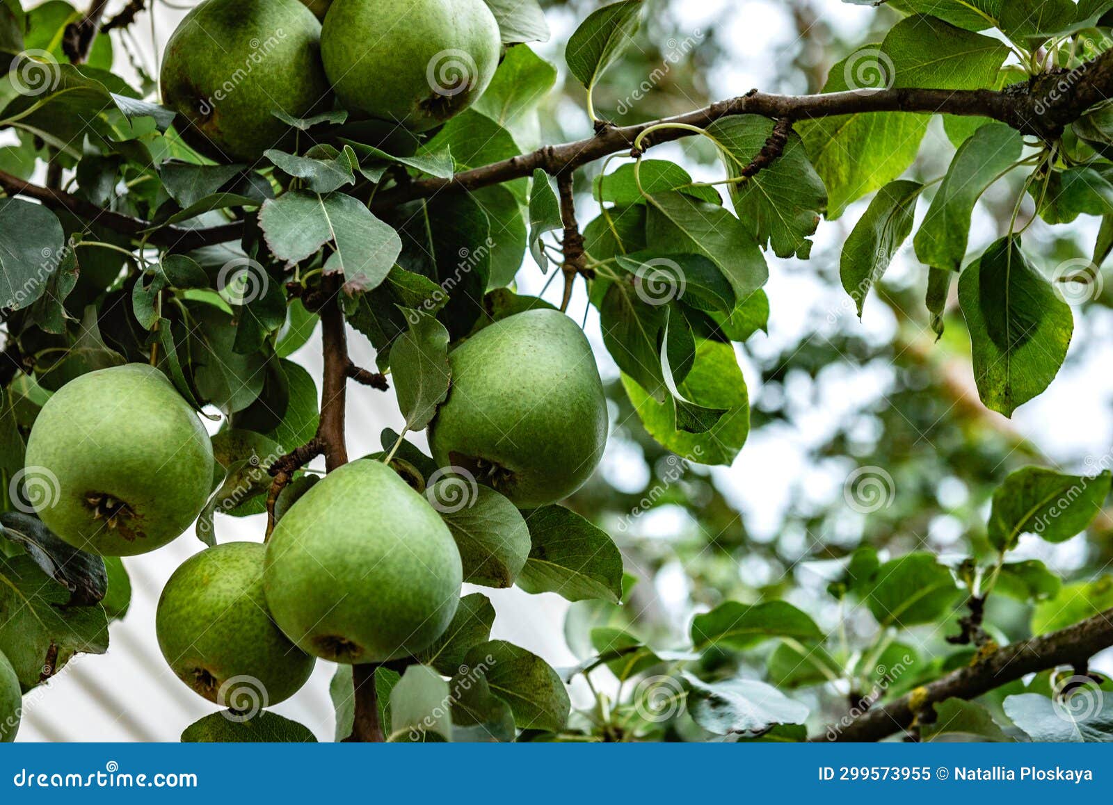 A Branch of Ripe Pears on a Tree in a Summer Garden. Stock Image ...