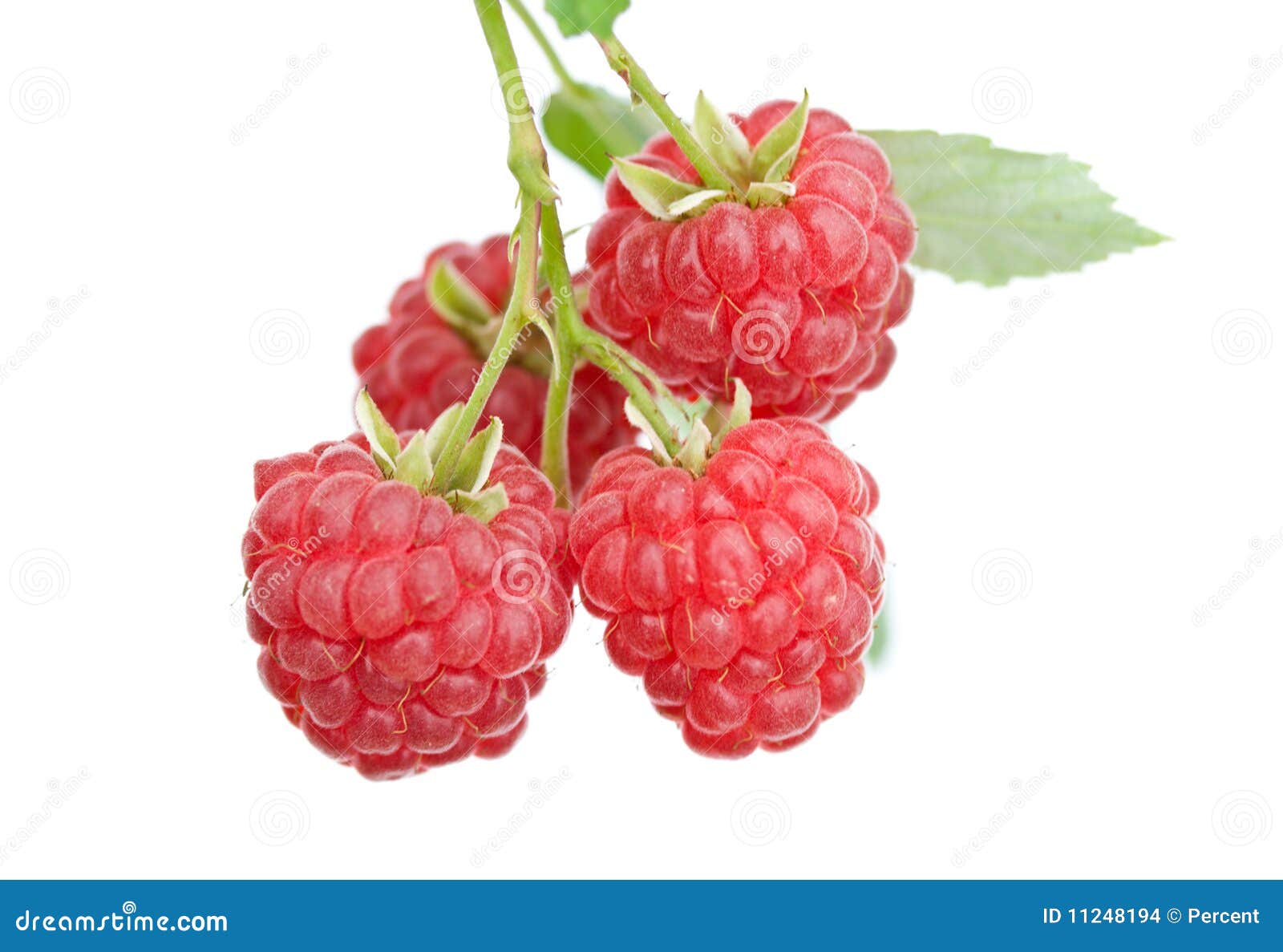 Branch of ripe raspberries stock photo. Image of four - 11248194