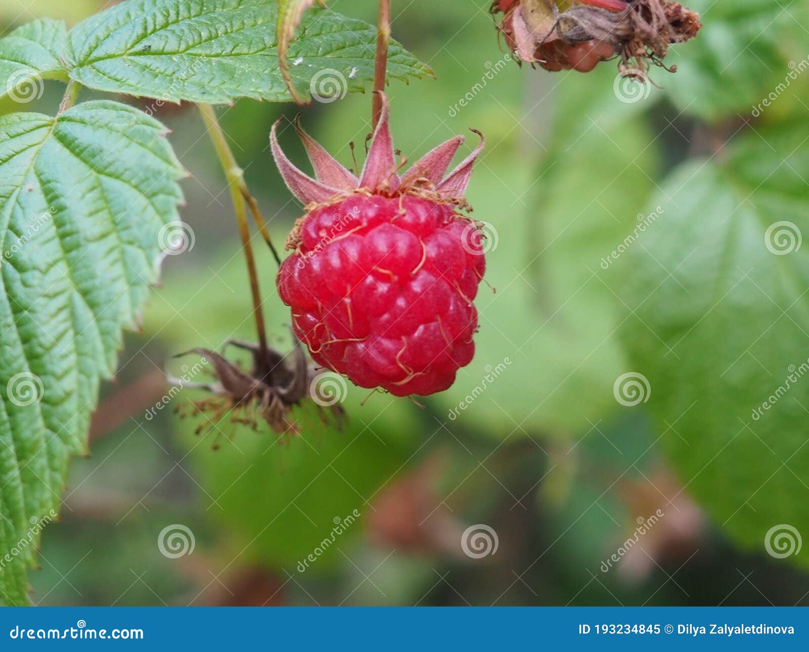 Branch of Ripe Raspberries in a Garden Stock Image - Image of berries ...