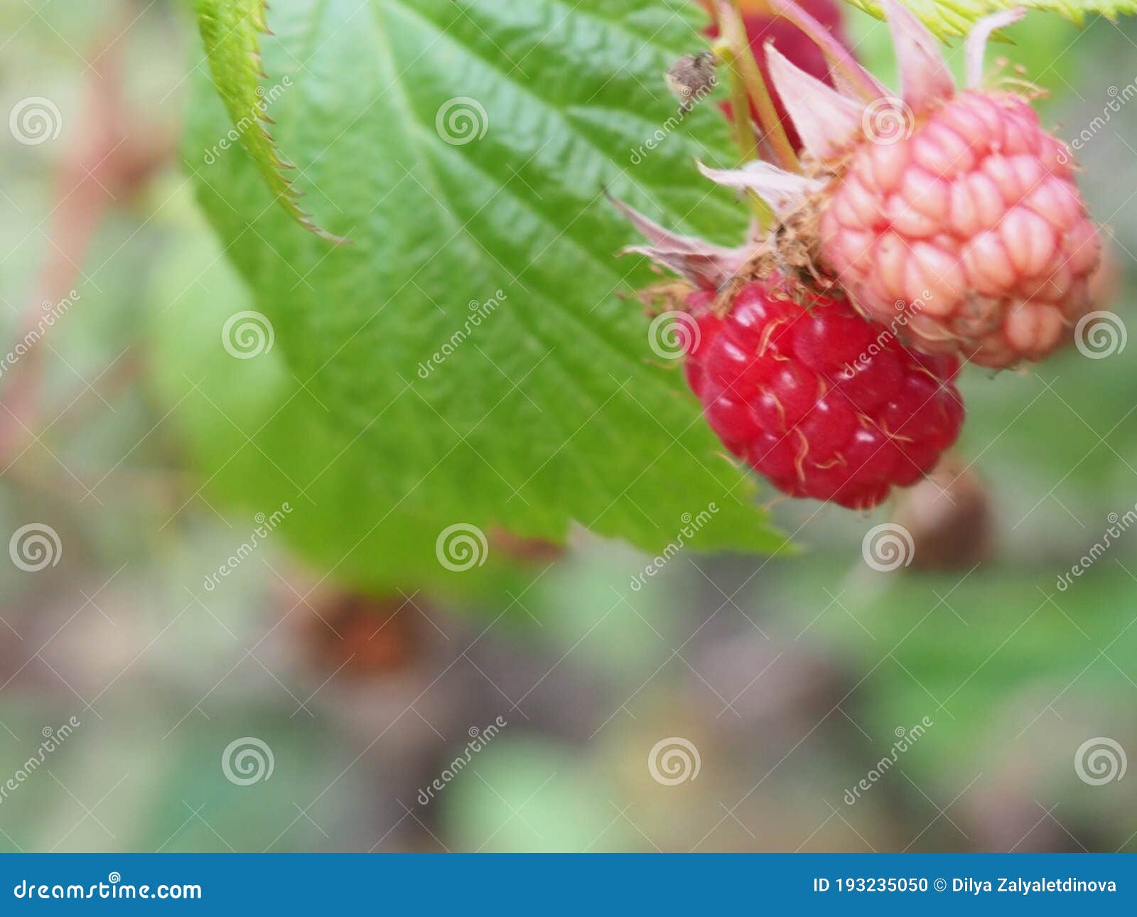 Branch of Ripe Raspberries in a Garden Stock Photo - Image of bunch ...