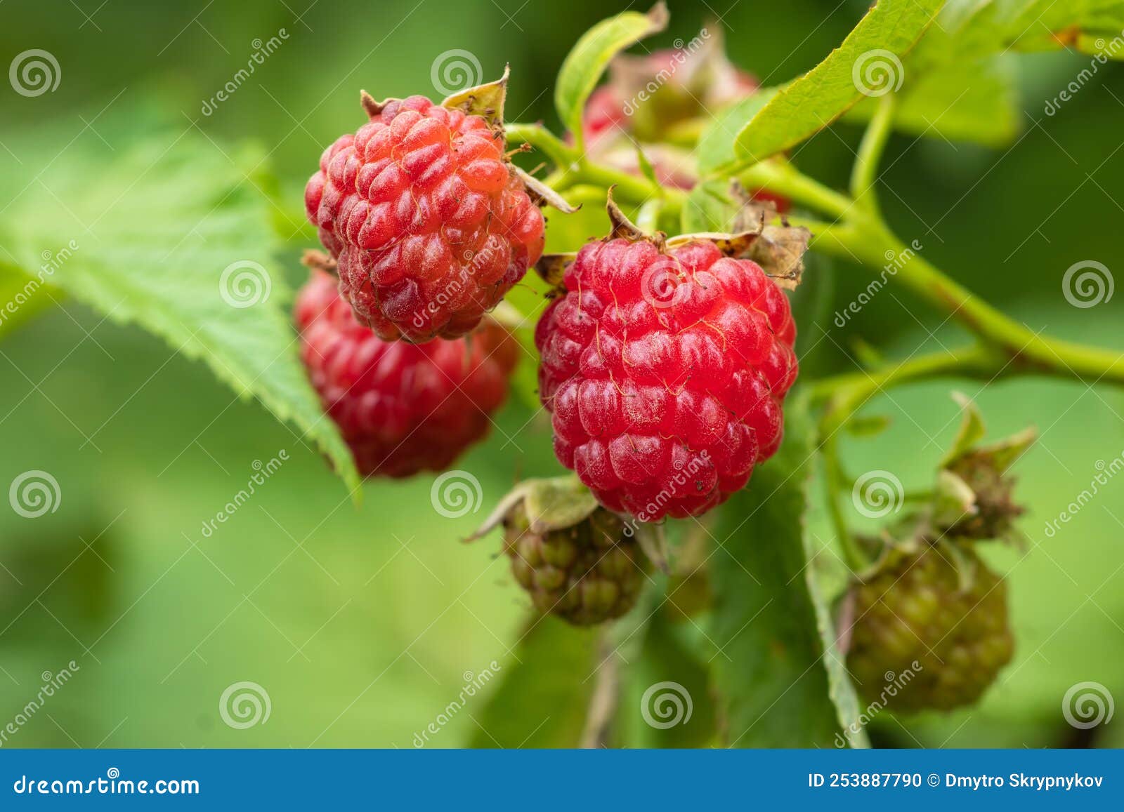Branch of Ripe Raspberries in a Garden Stock Photo - Image of natural ...