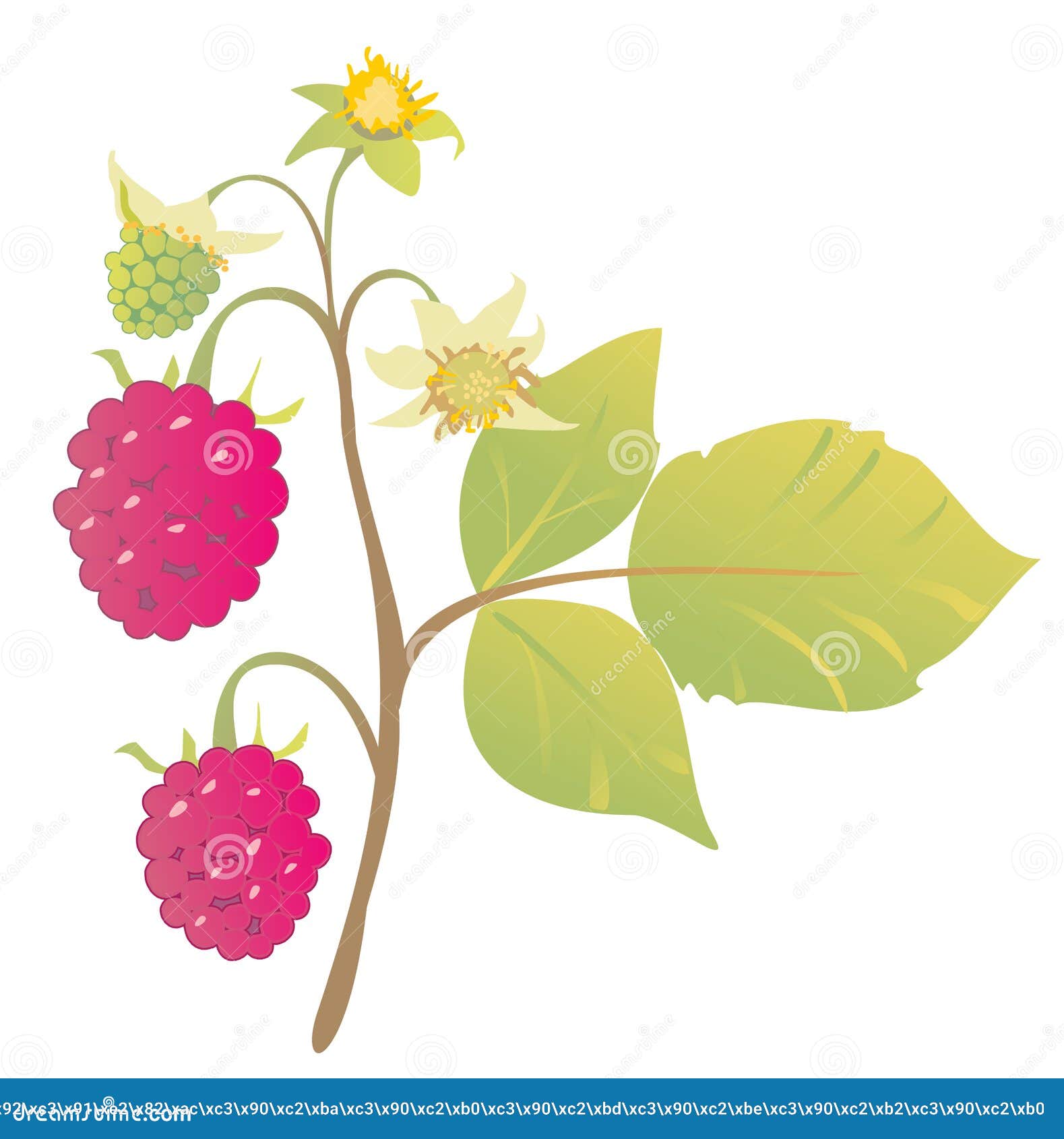 Branch with Ripe Raspberry Berries Stock Vector - Illustration of color ...