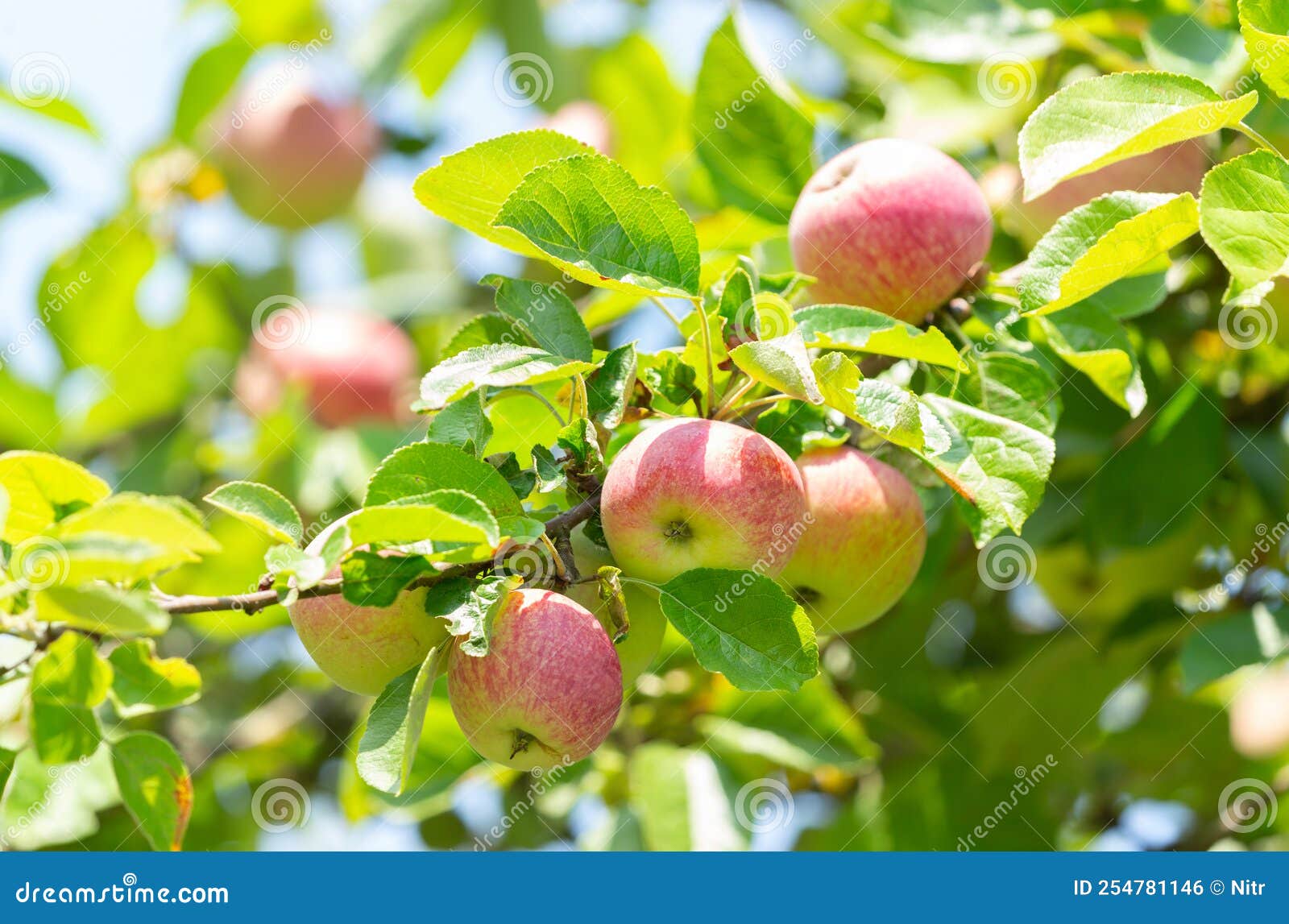 Branch of Ripe Red Apples on a Tree Stock Photo - Image of fruit ...