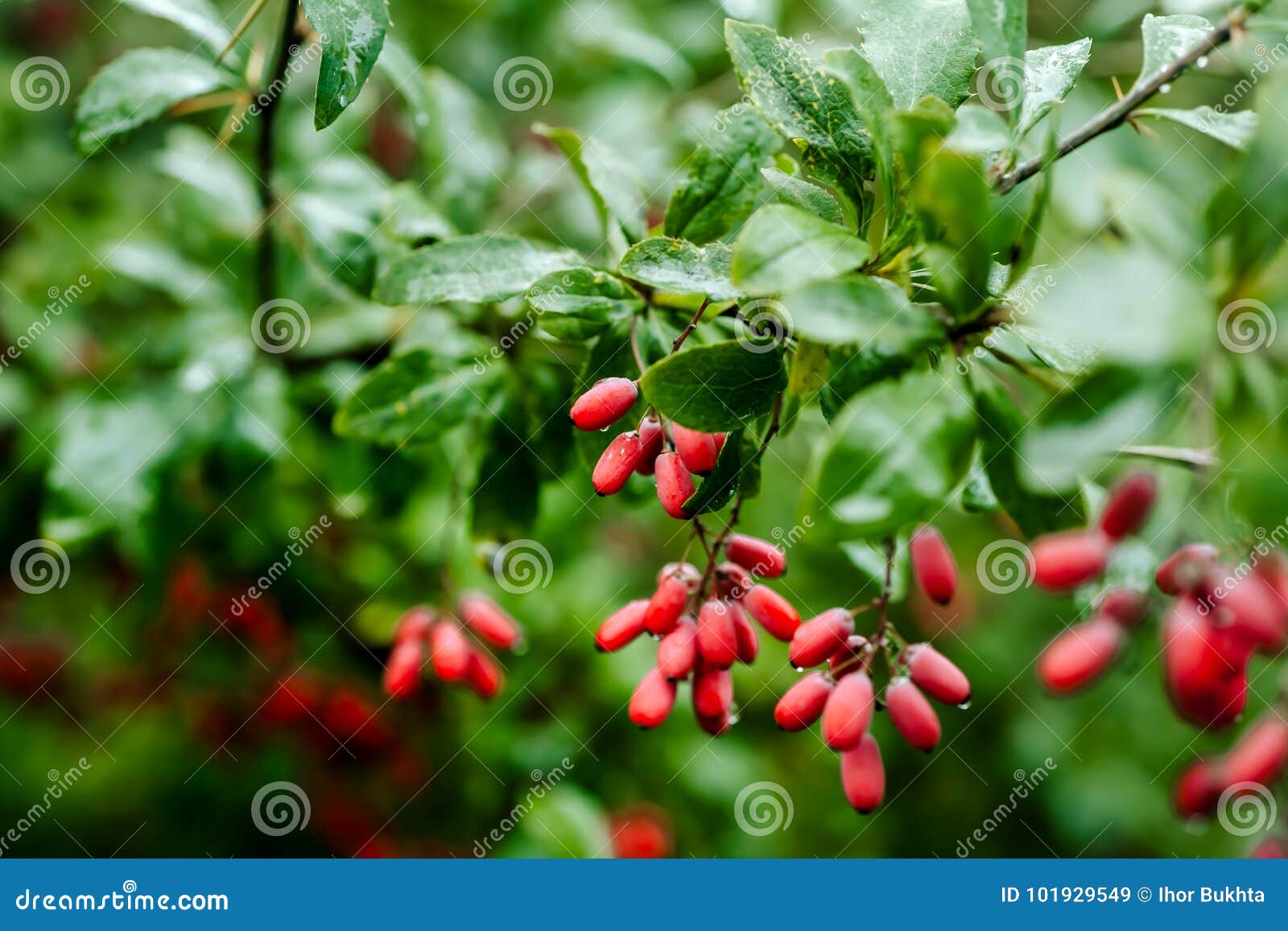 Branch of Ripe Red Barberry after a Rain with Drops of Water Stock ...