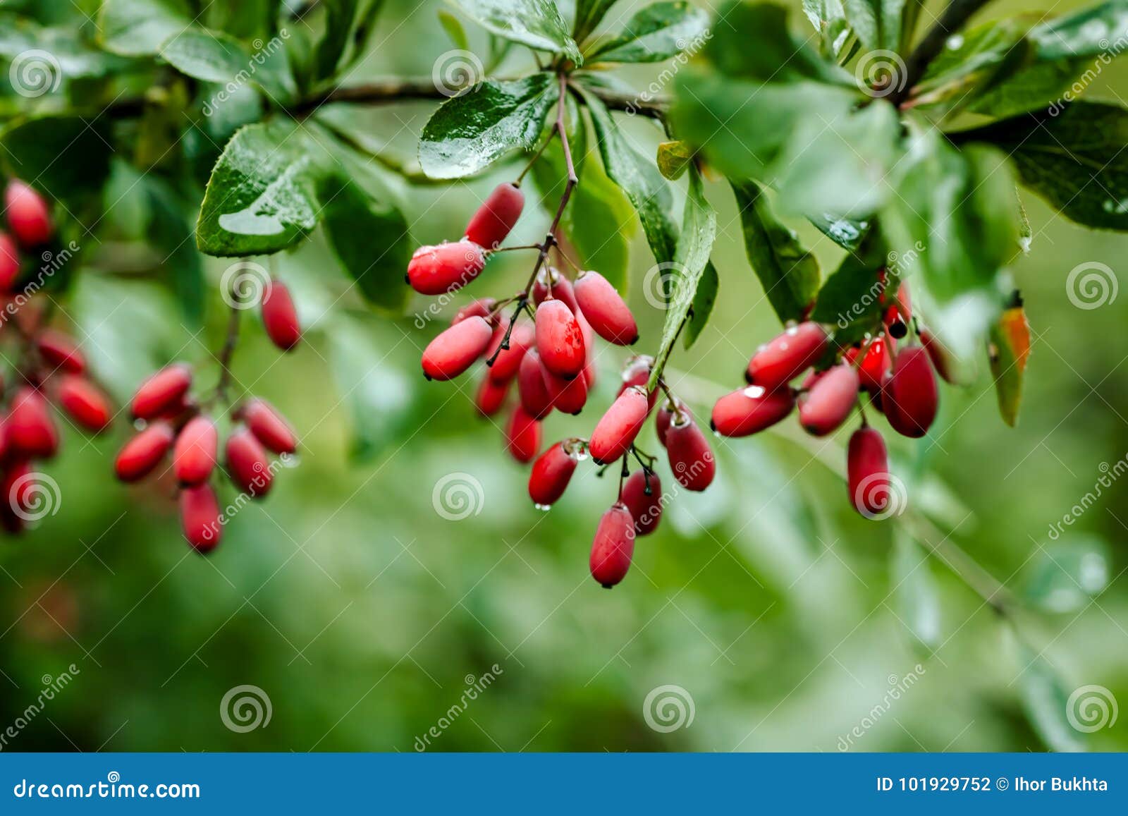 Branch of Ripe Red Barberry after a Rain with Drops of Water Stock ...