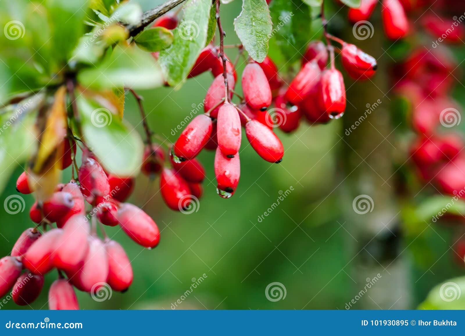 Branch of Ripe Red Barberry after a Rain with Drops of Water Stock ...