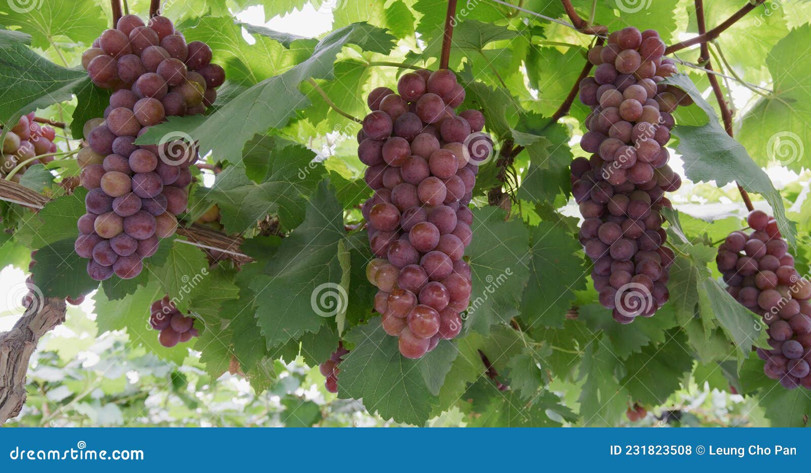 Branch of ripe red grapes stock photo. Image of ripe - 231823508