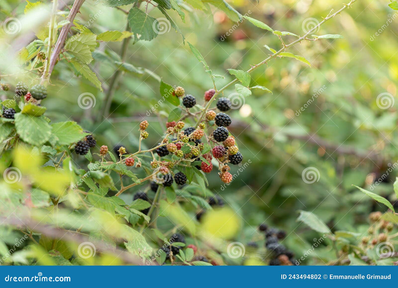 On the Branch Ripen the Berries Bramble Rubus Fruticosus Stock Photo ...