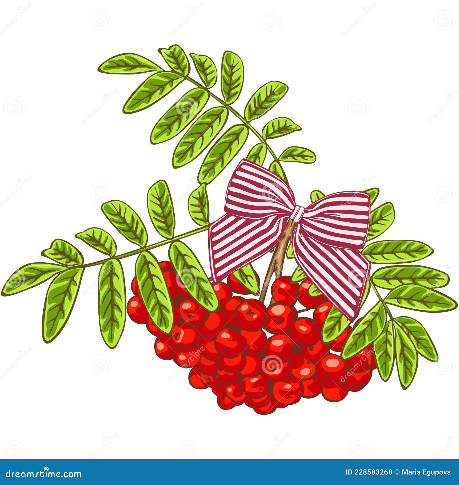 Branch of Ripen Rowan stock vector. Illustration of stem - 228583268