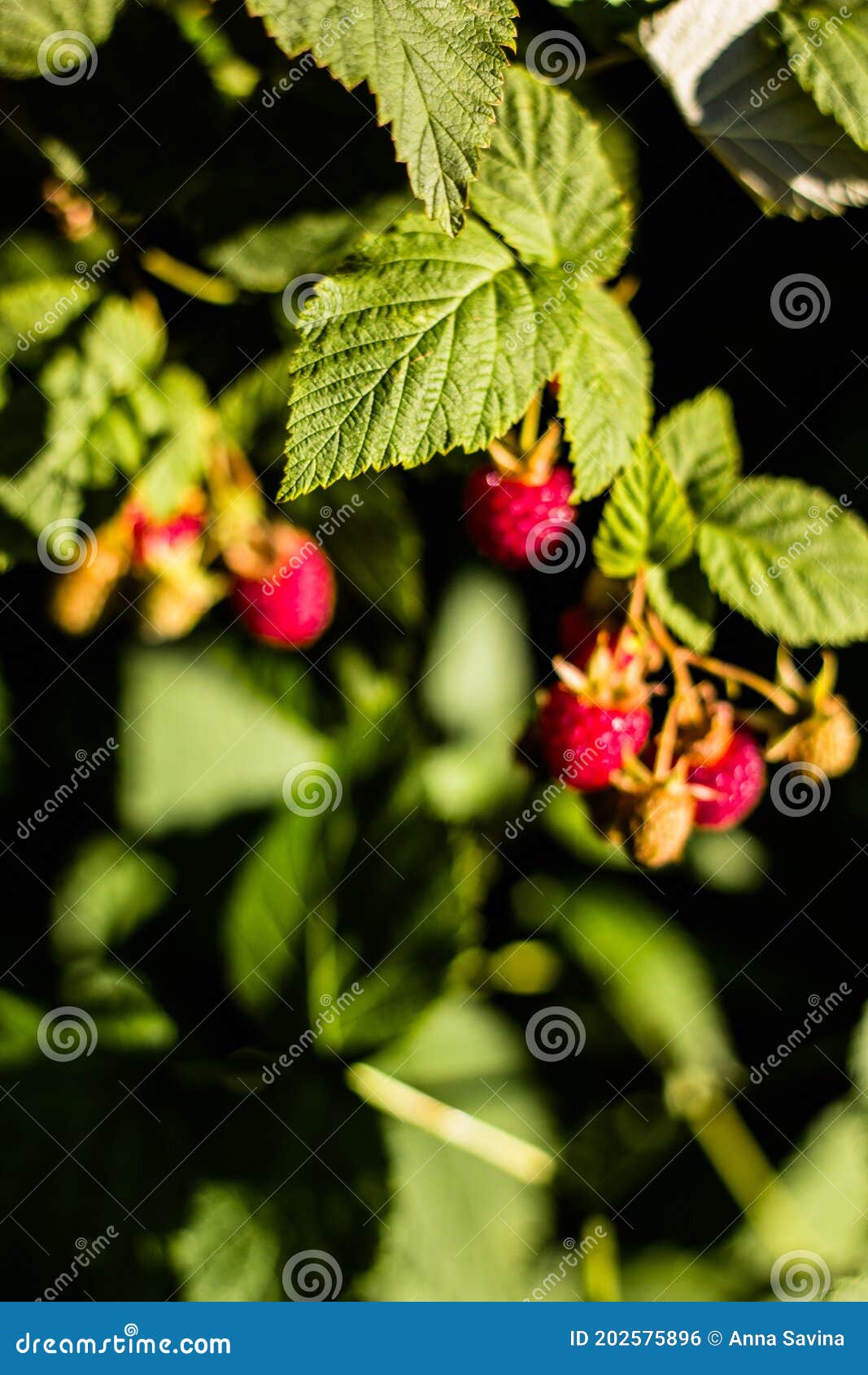 Leaves of Raspberries and Ripe and Ripening Raspberries in the Dark ...