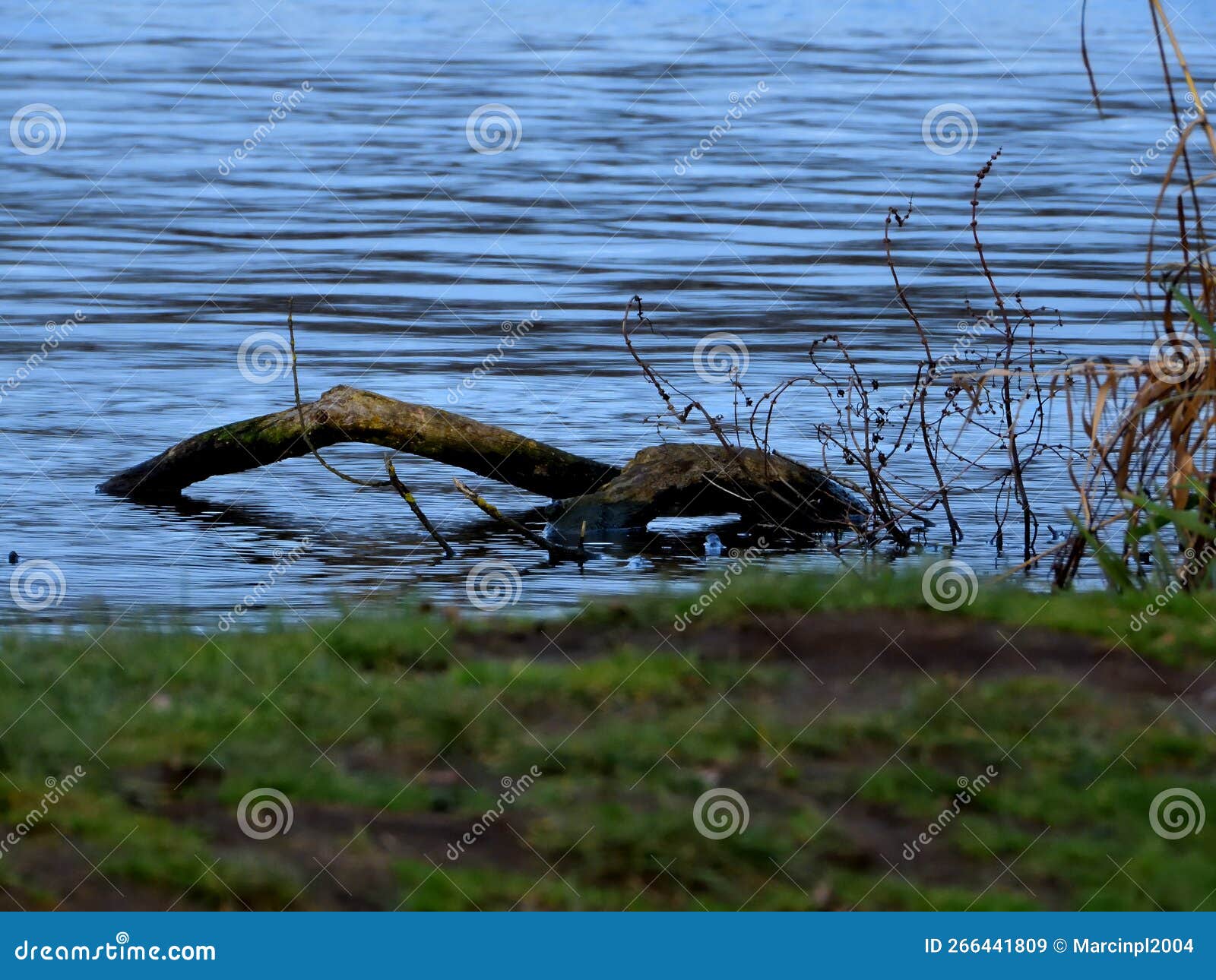Branch in the river stock image. Image of wetland, nature - 266441809