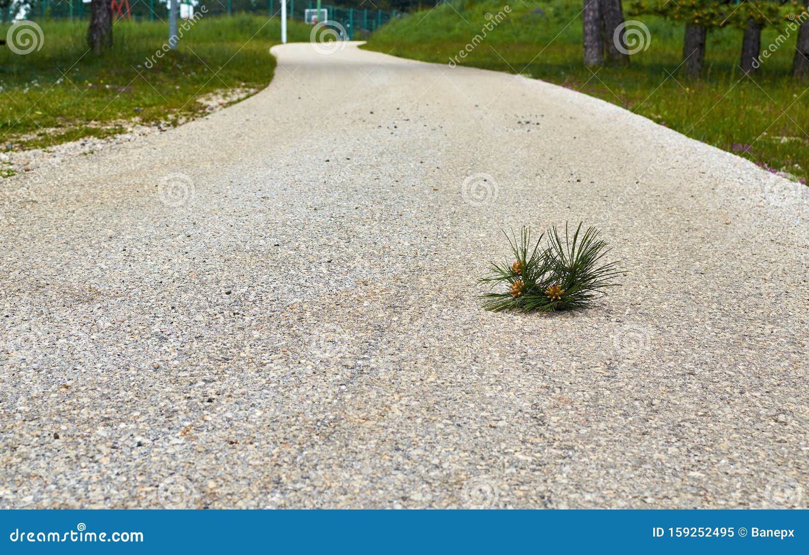 Branch on a road stock image. Image of path, nature - 159252495