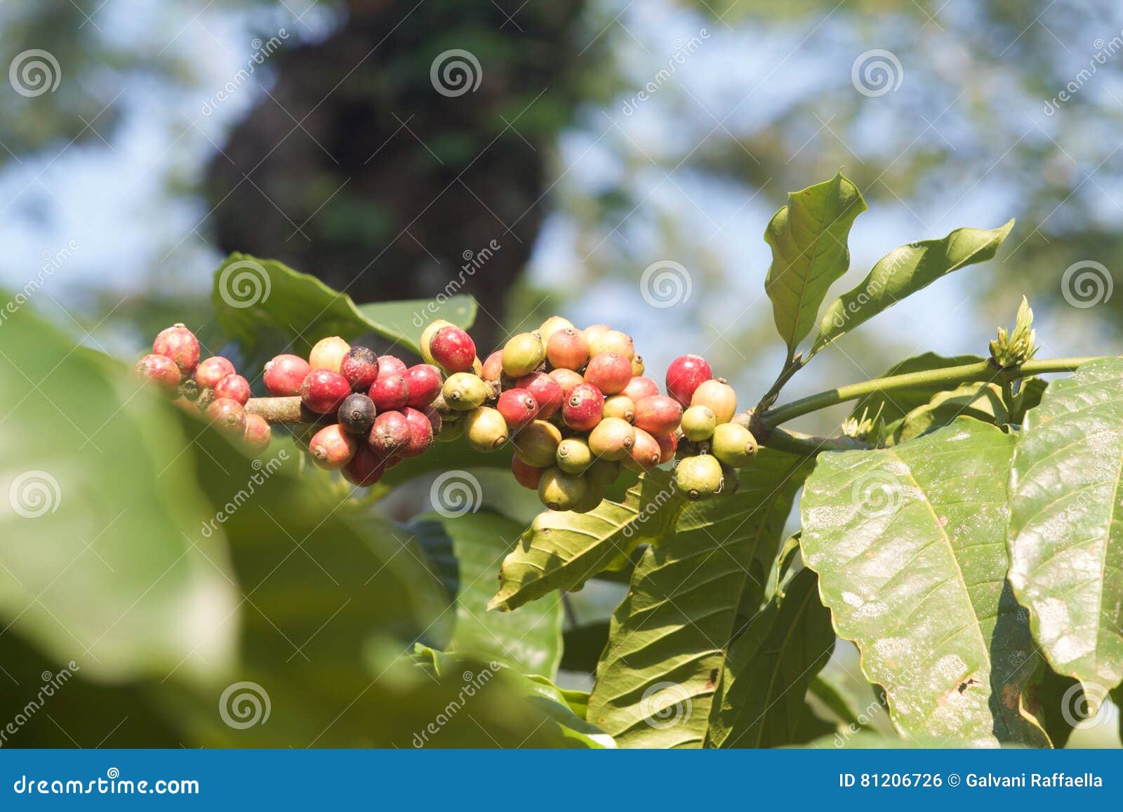 Branch of Robusta Coffee Beans, Java Island. Stock Photo - Image of ...