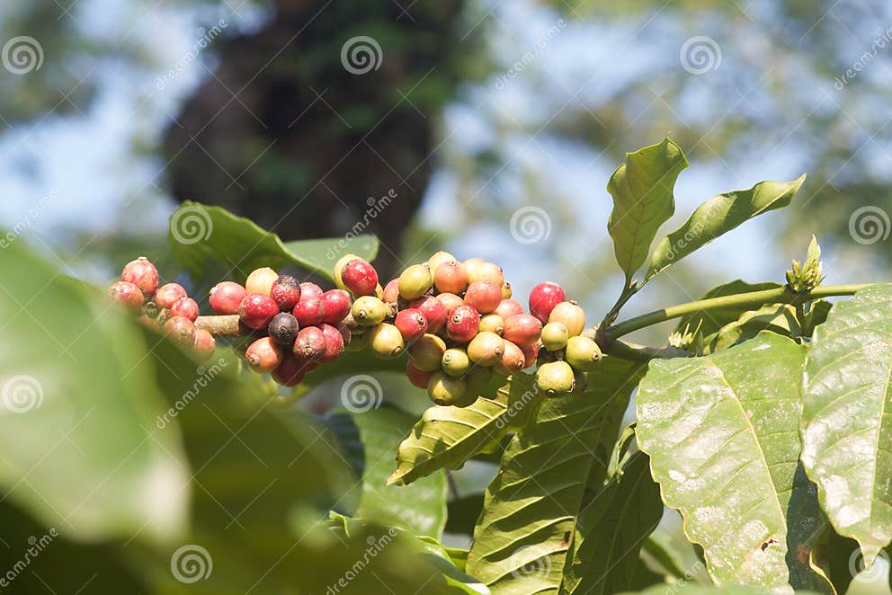 Branch of Robusta Coffee Beans, Java Island. Stock Photo - Image of ...