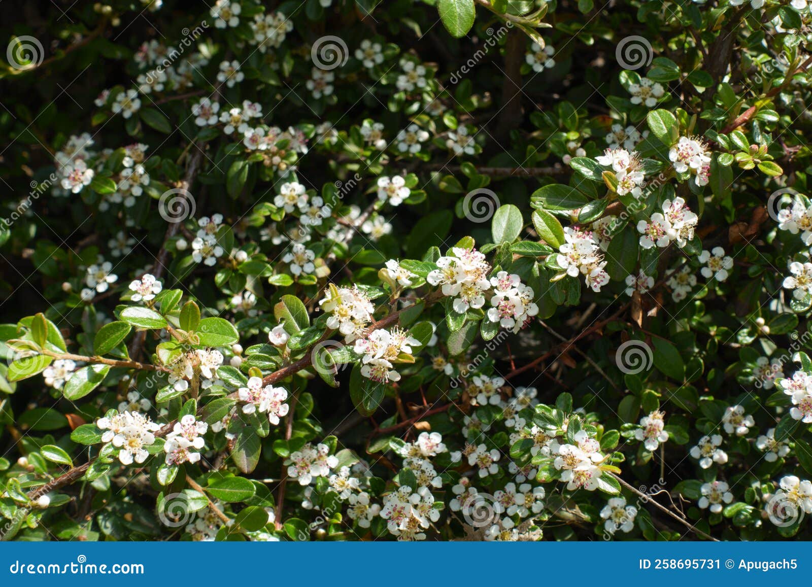 Branch of Rock Cotoneaster in Full Bloom in May Stock Image - Image of ...