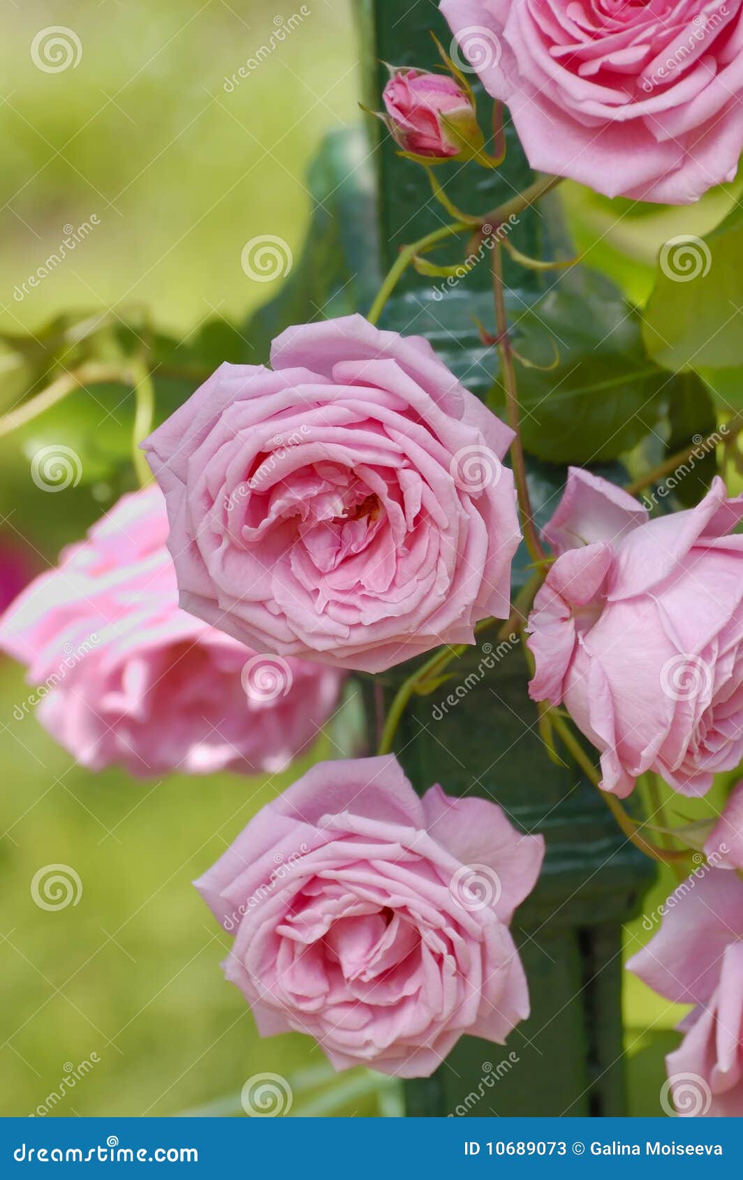 Branch of a rose stock image. Image of branch, decorative - 10689073