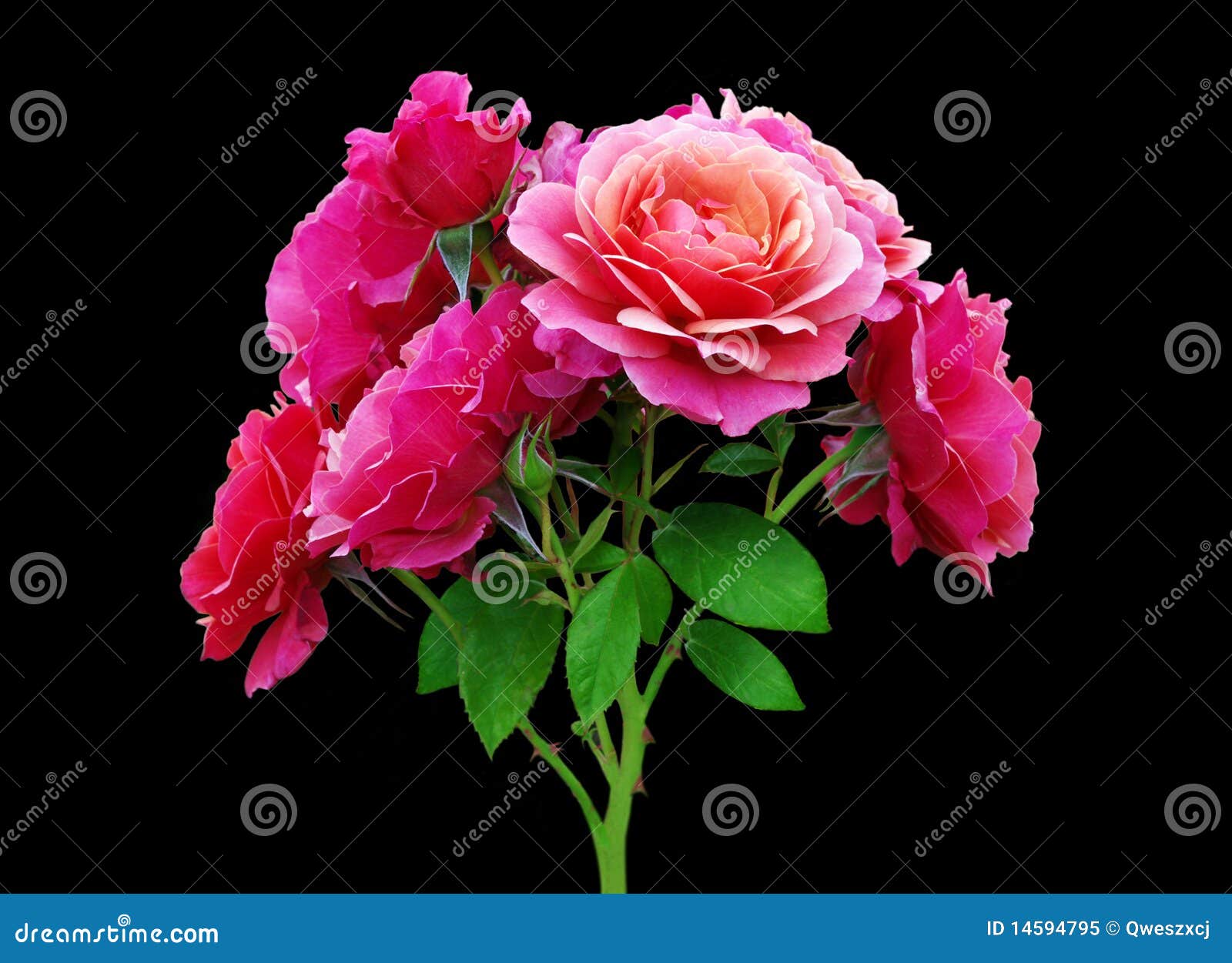 A branch of rose stock image. Image of love, alive, petals - 14594795