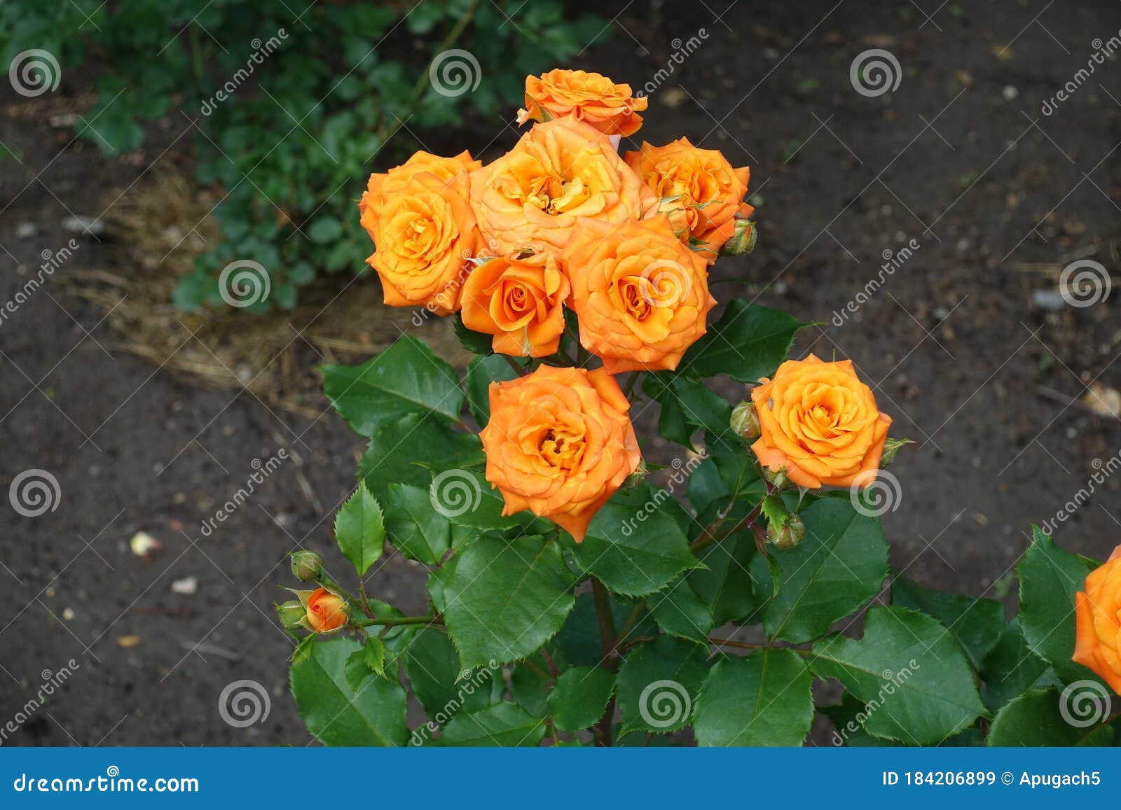 Branch of Rose Bush with Orange Flowers in June Stock Image - Image of ...