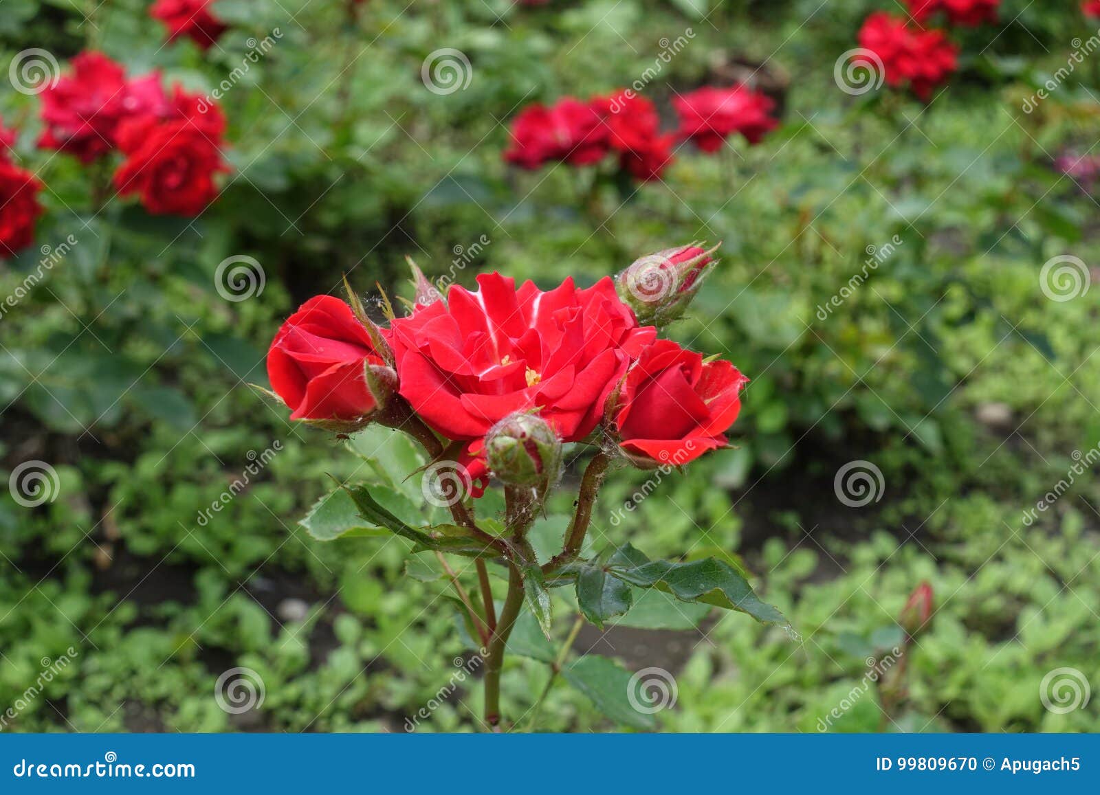 Branch of Rose with Red Flowers Stock Photo - Image of flowerbed ...