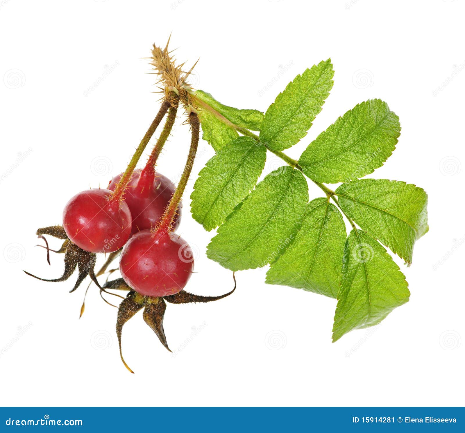 Branch with rose hips stock image. Image of thorny, fresh - 15914281