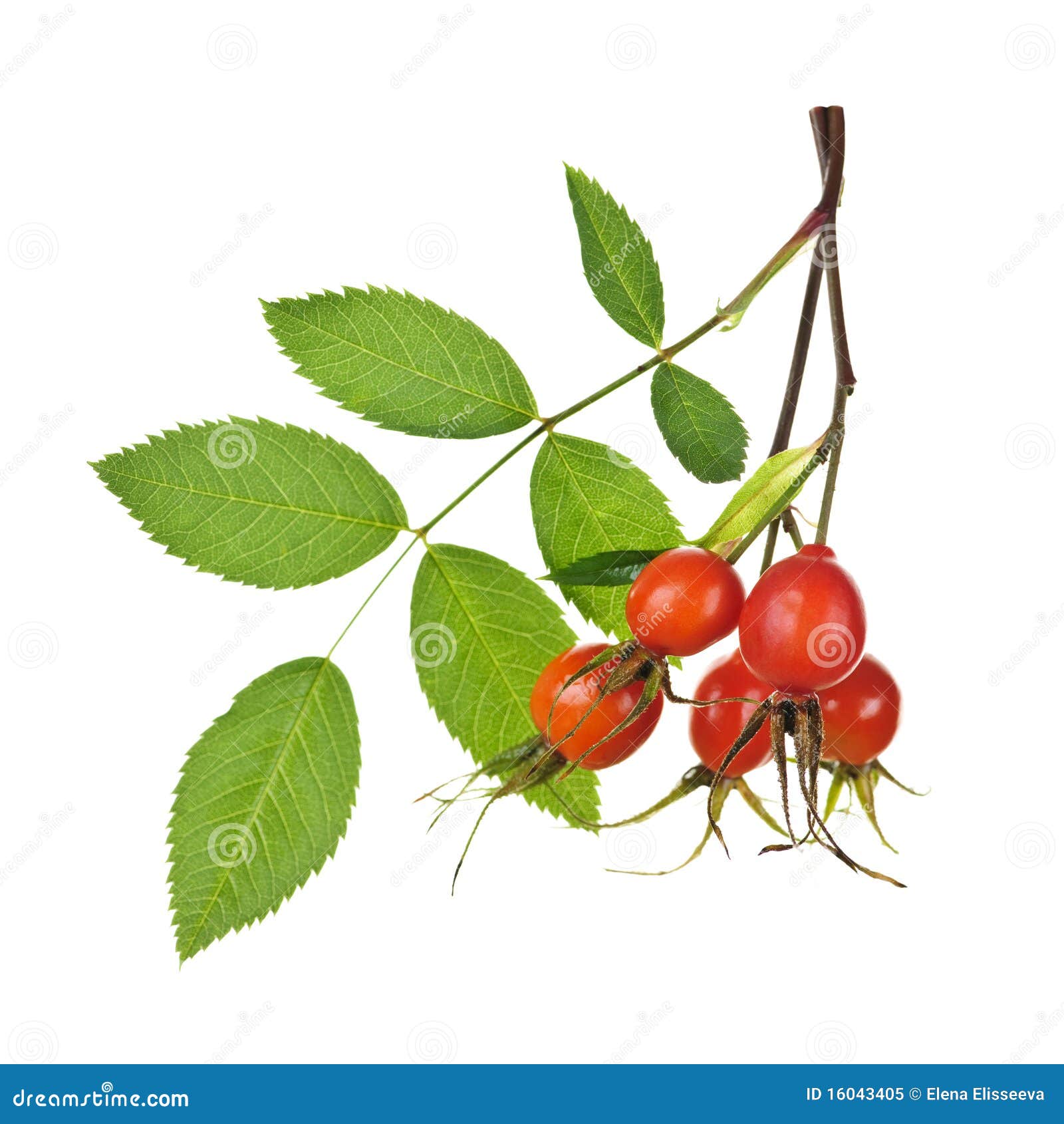 Branch with rose hips stock image. Image of fruit, rose - 16043405