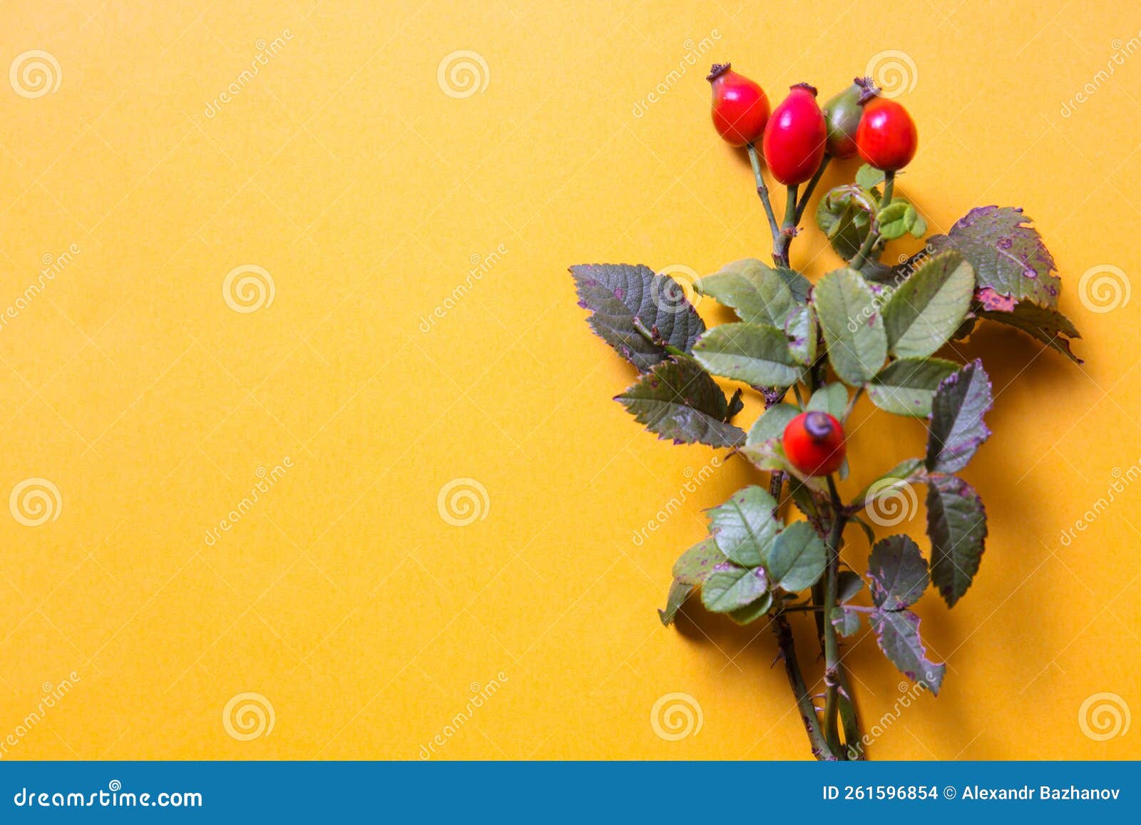 Branch with rose hips stock photo. Image of rose, orange - 261596854