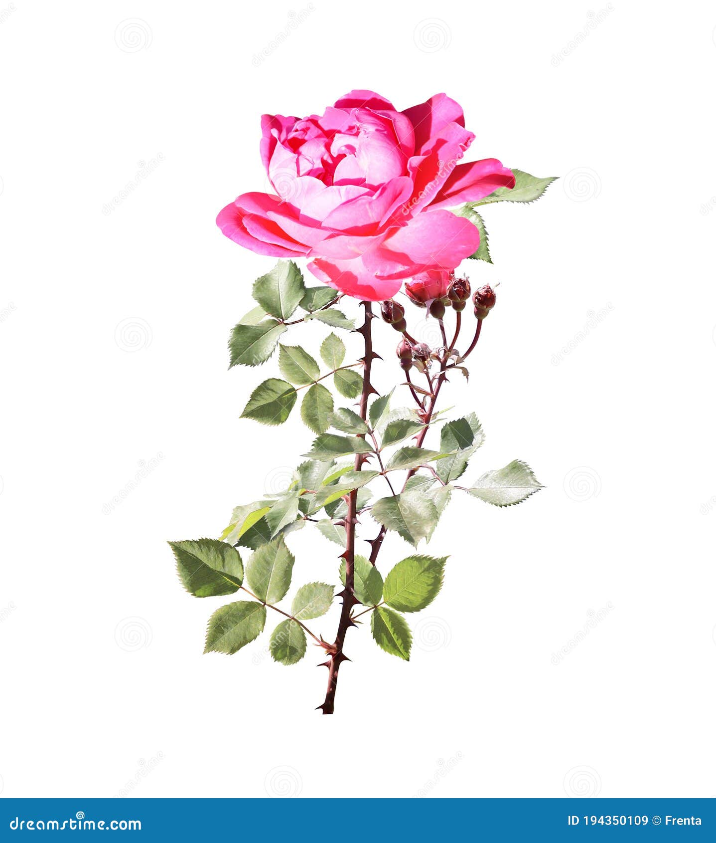 Branch of Rose with Red Flowers Stock Image - Image of blossom, leaf ...