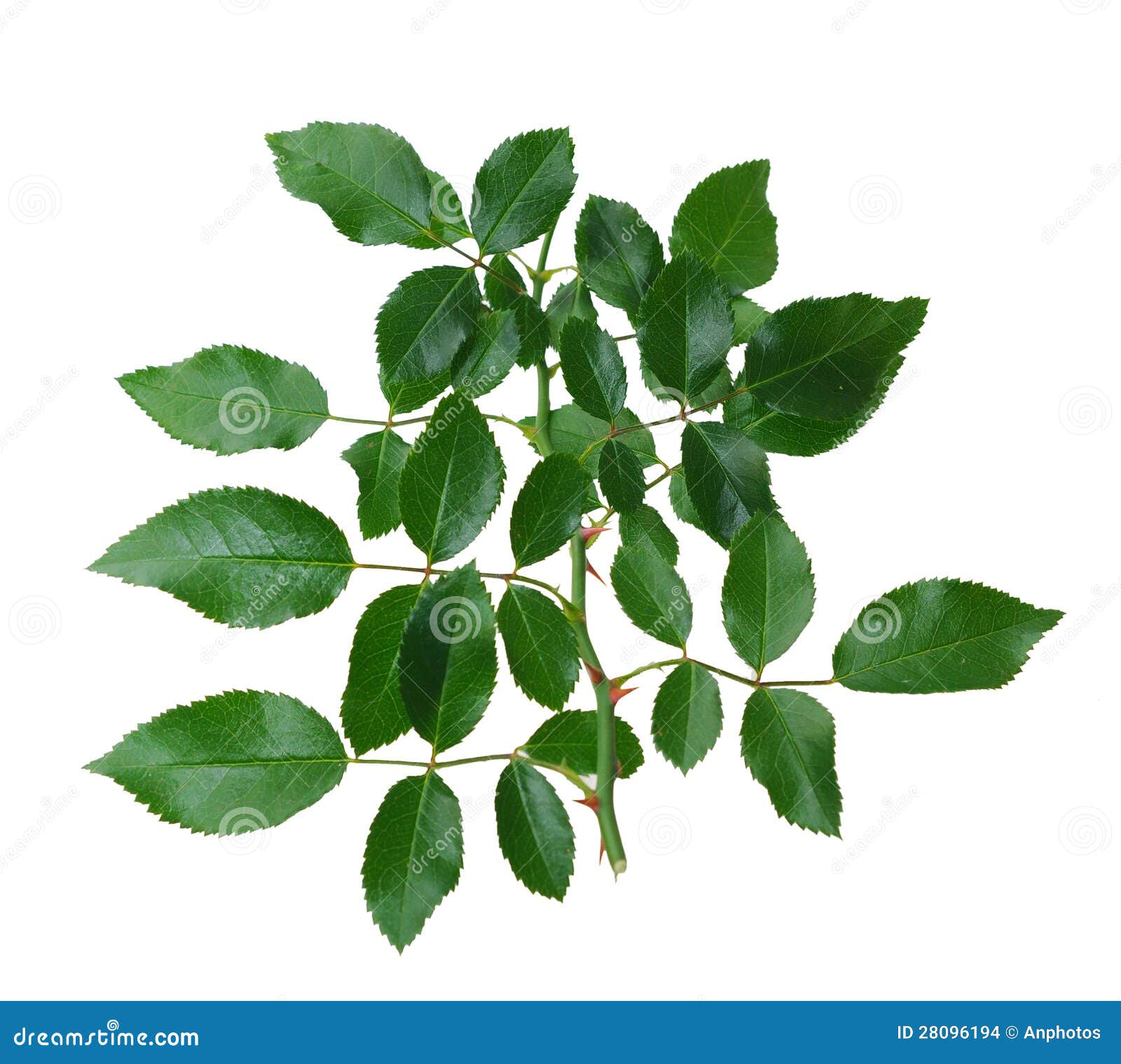 A branch of rose tree stock photo. Image of design, background - 28096194