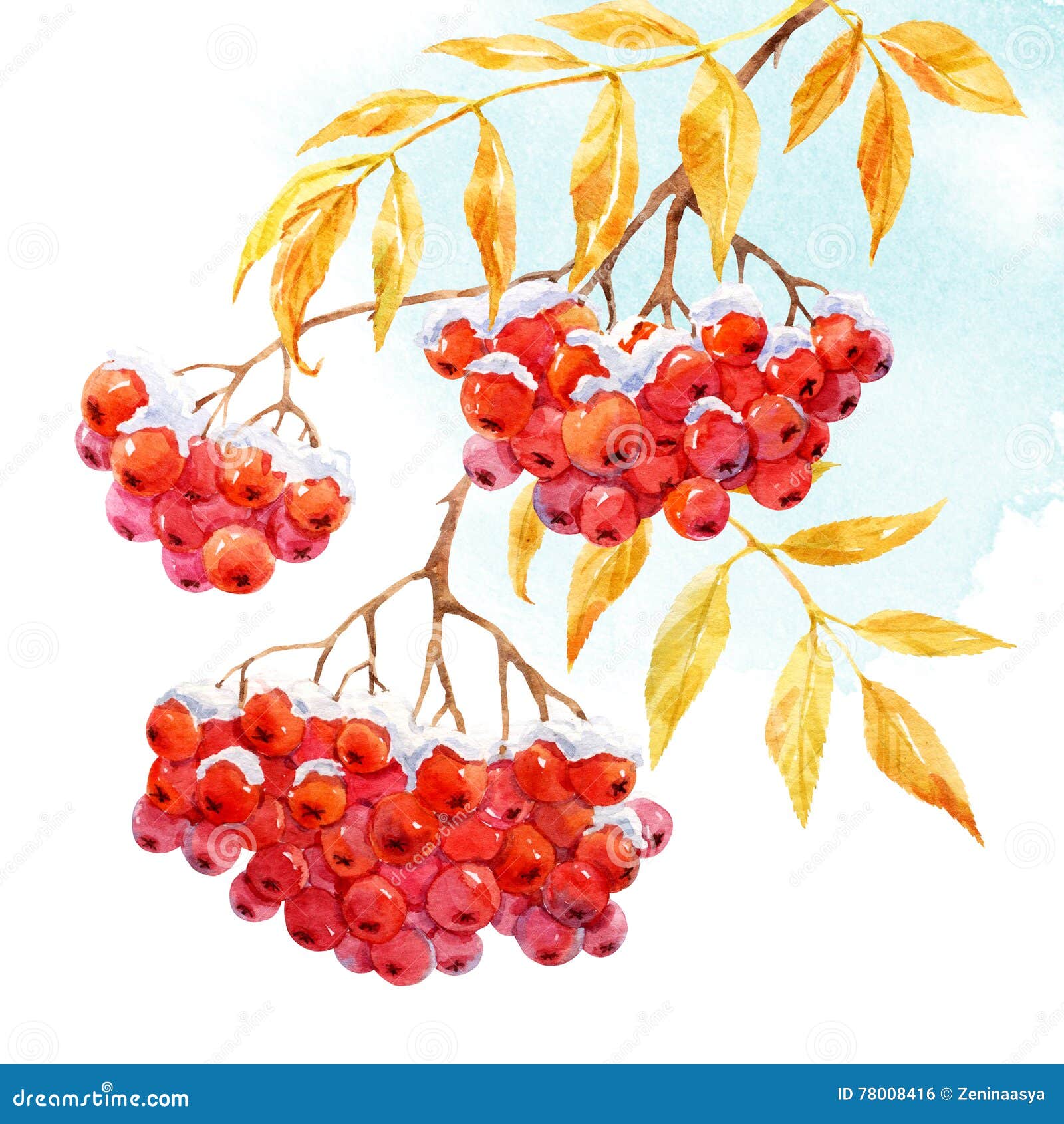 Branch of rowan stock illustration. Illustration of single - 78008416