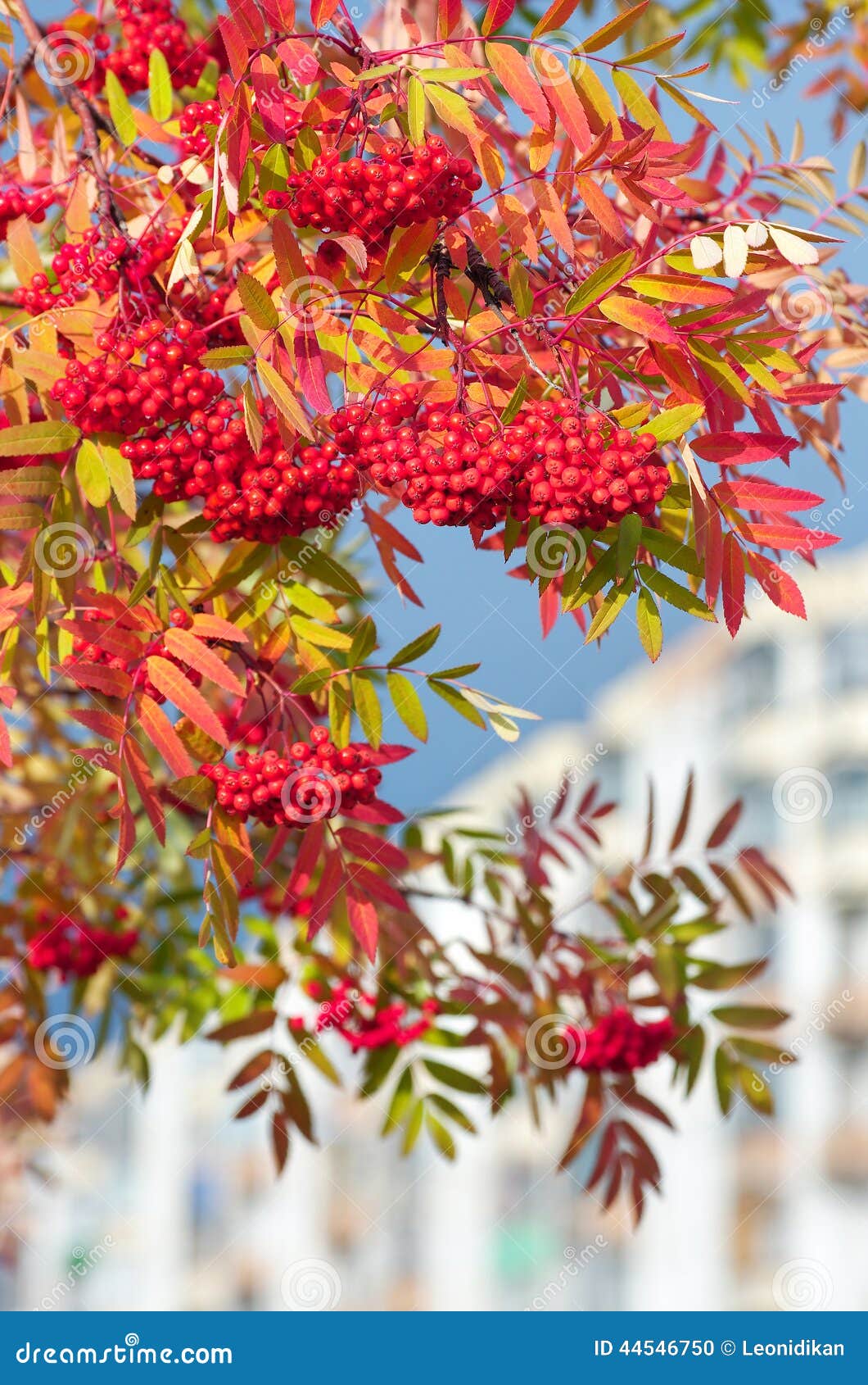 Branch of rowan stock photo. Image of ashberry, bundle - 44546750
