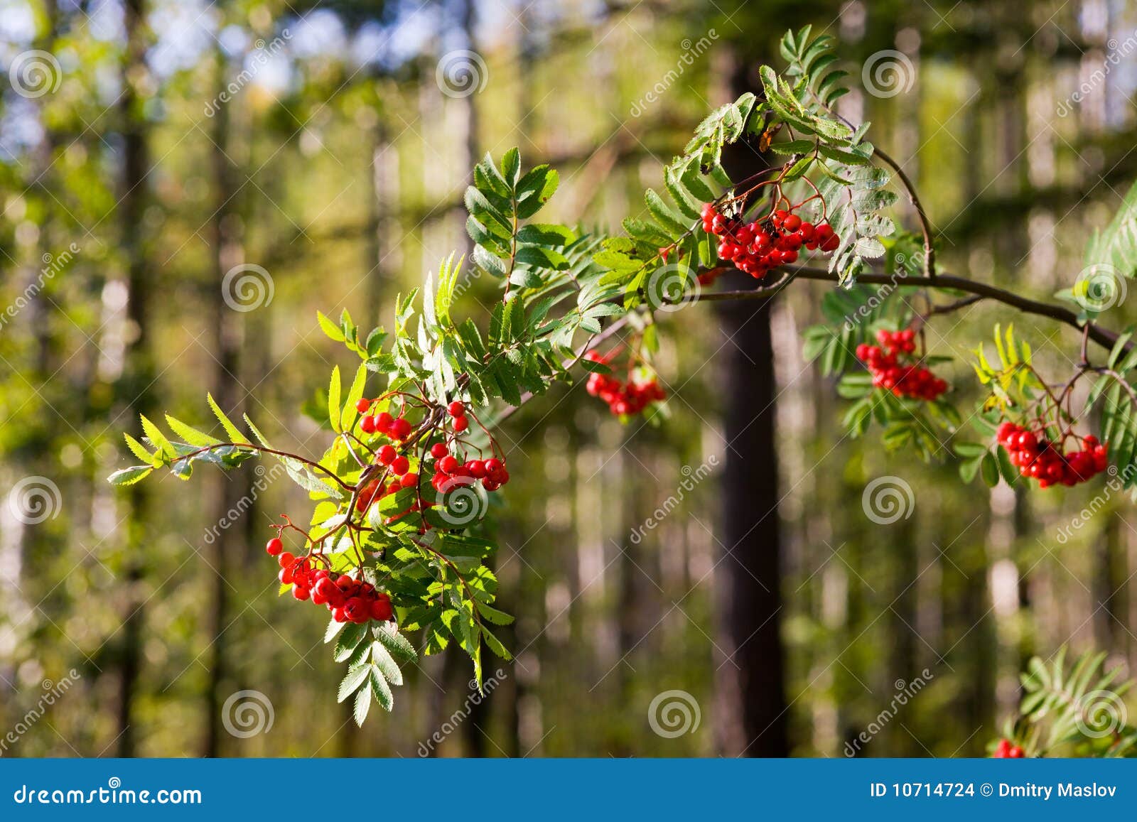 Branch of a rowan-tree stock photo. Image of berry, ripe - 10714724