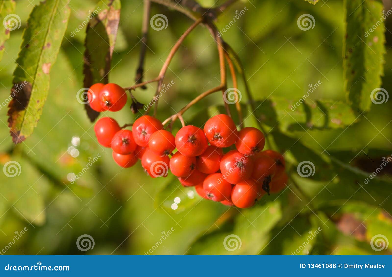 Branch of a rowan-tree stock photo. Image of color, fruit - 13461088